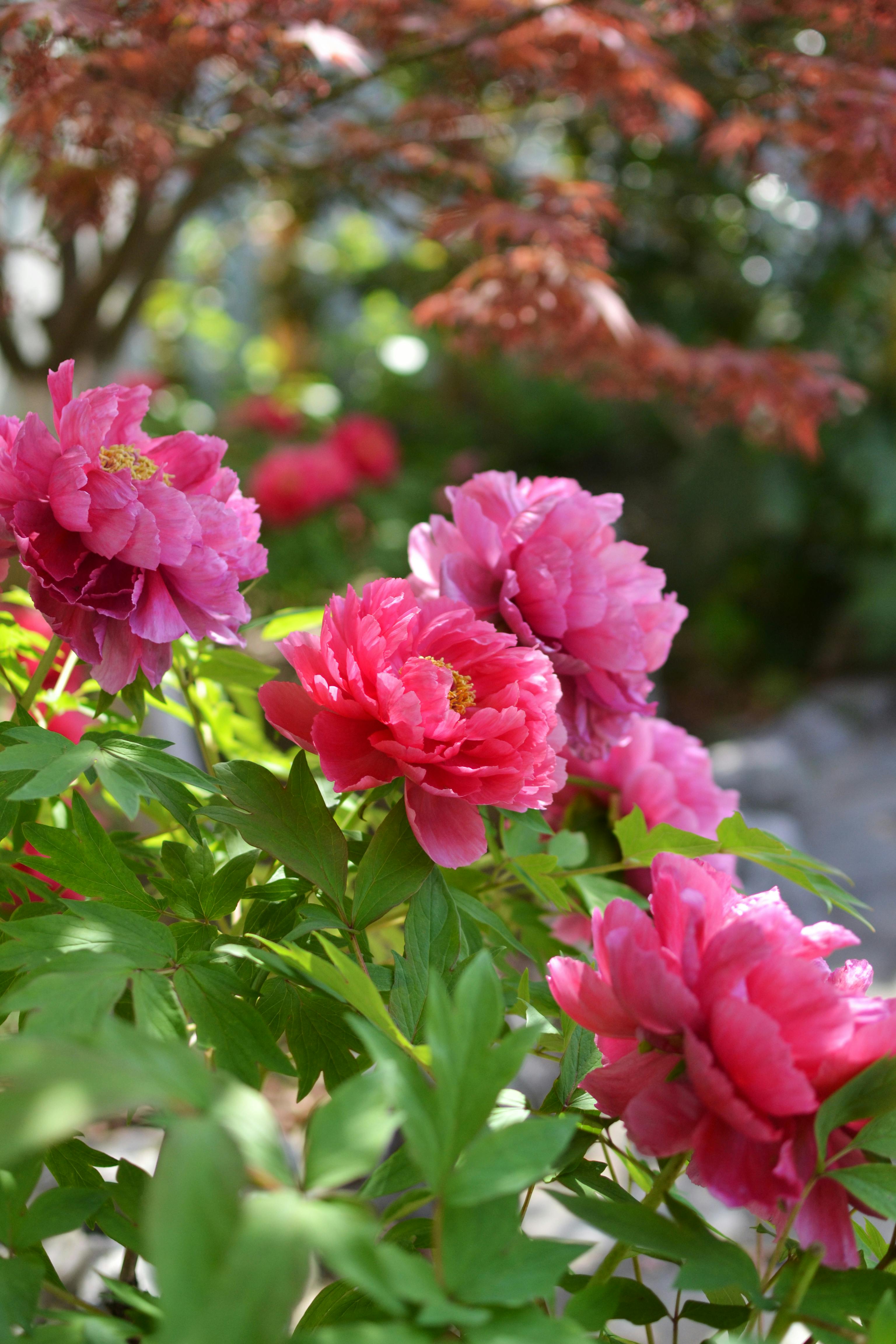A Pink Peony · Free Stock Photo