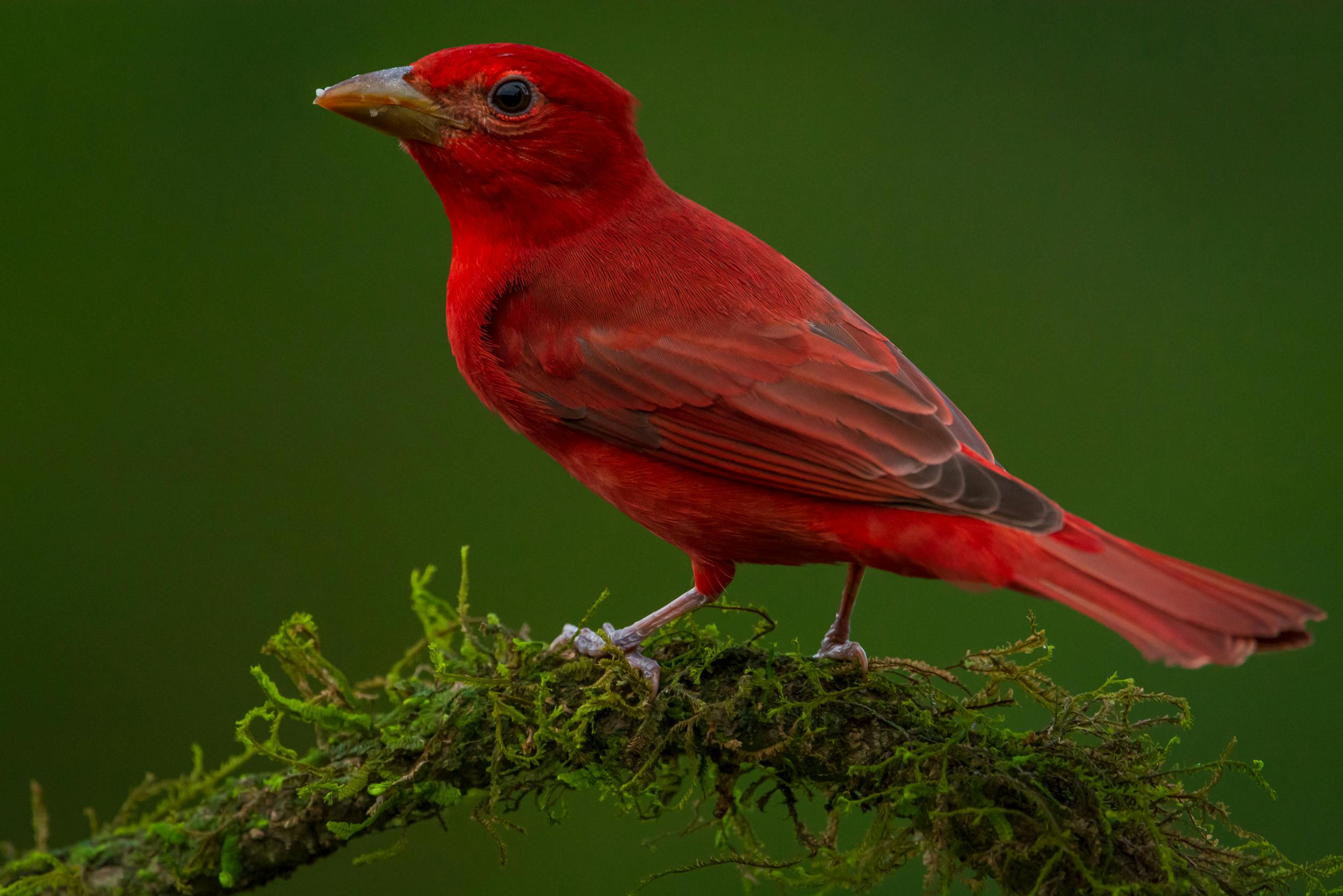 Close-up of Exotic Songbird Sitting on Branch · Free Stock Photo