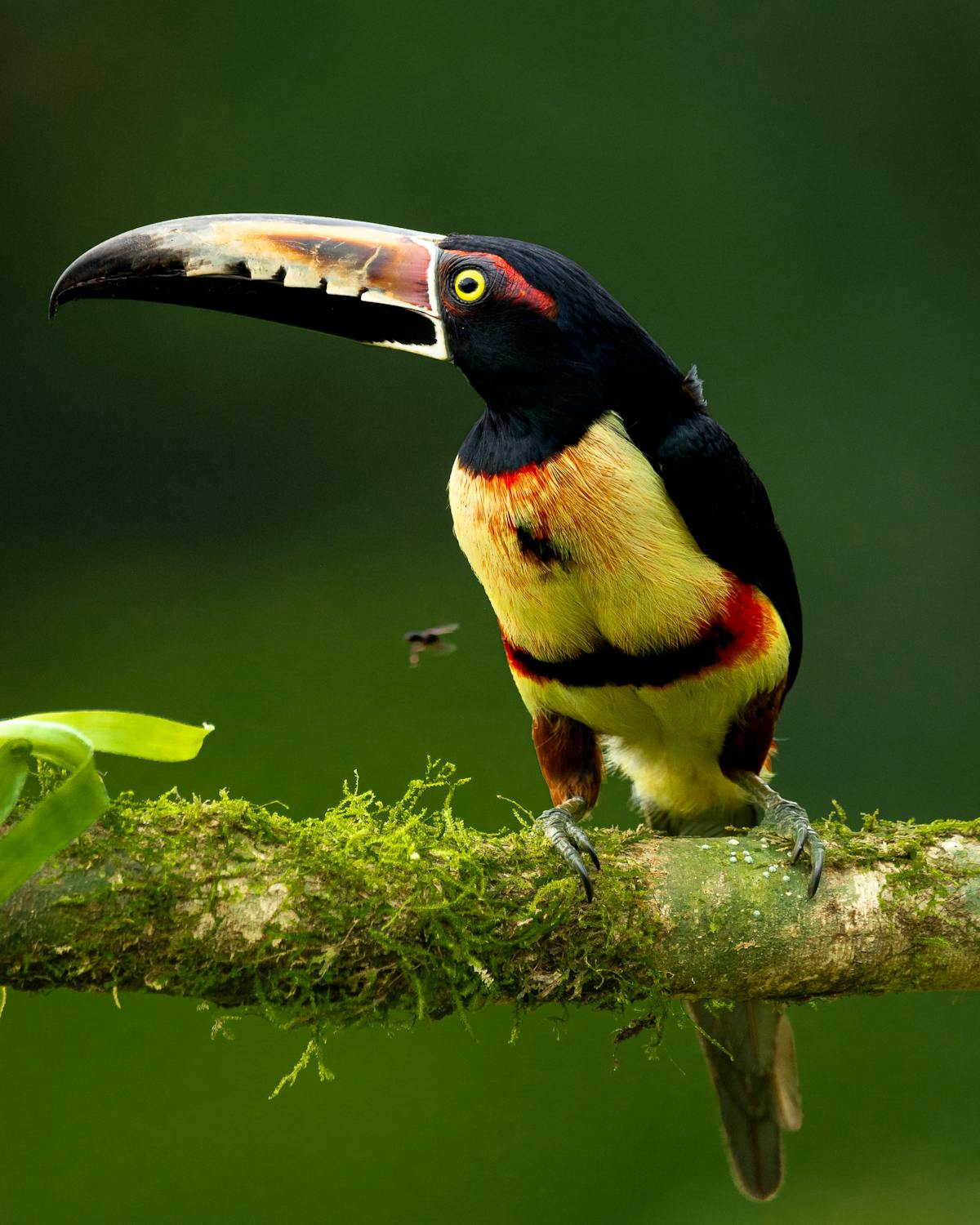 Toucan Photos, Download The BEST Free Toucan Stock Photos & HD Images