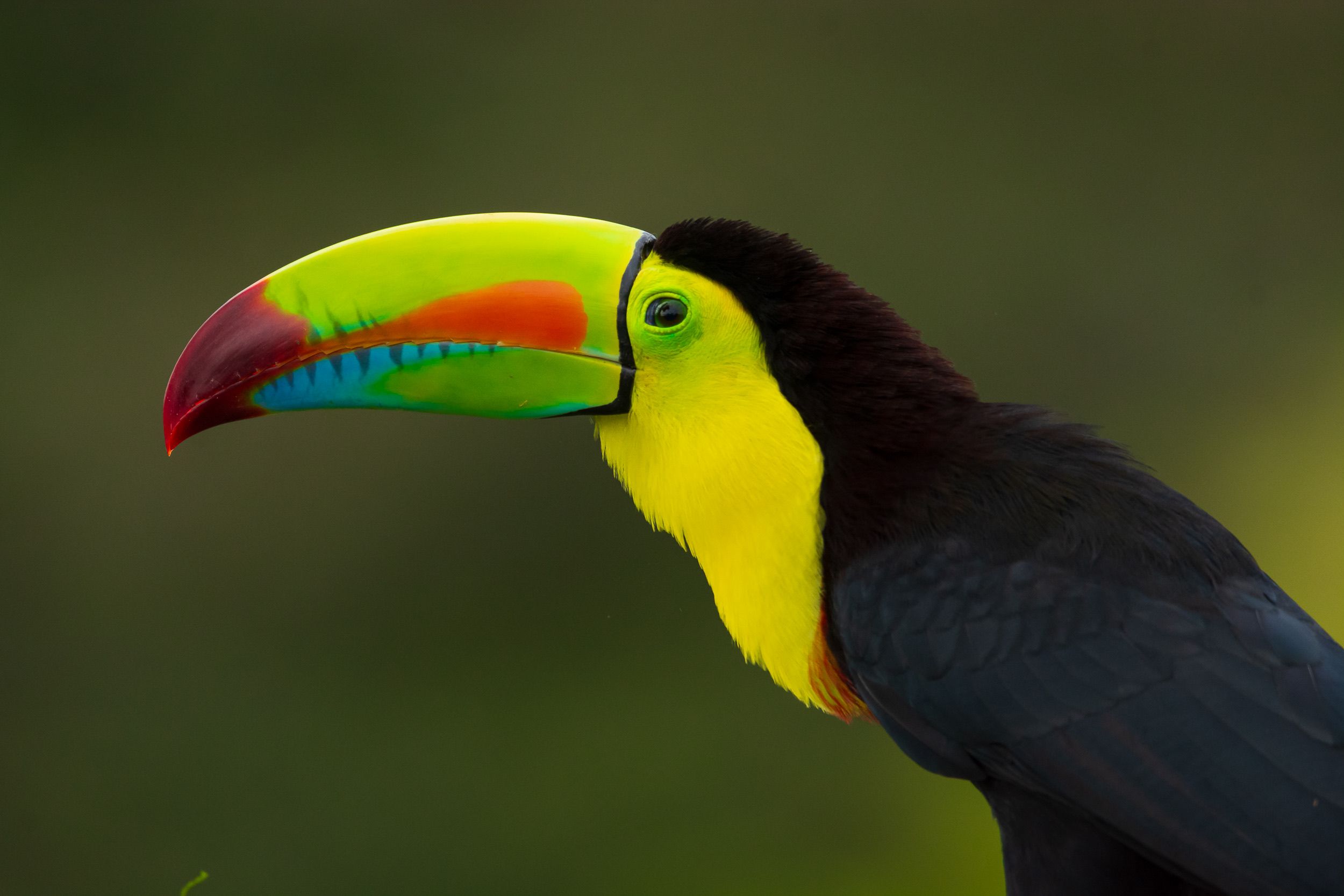 Keel Billed Toucan Wallpaper