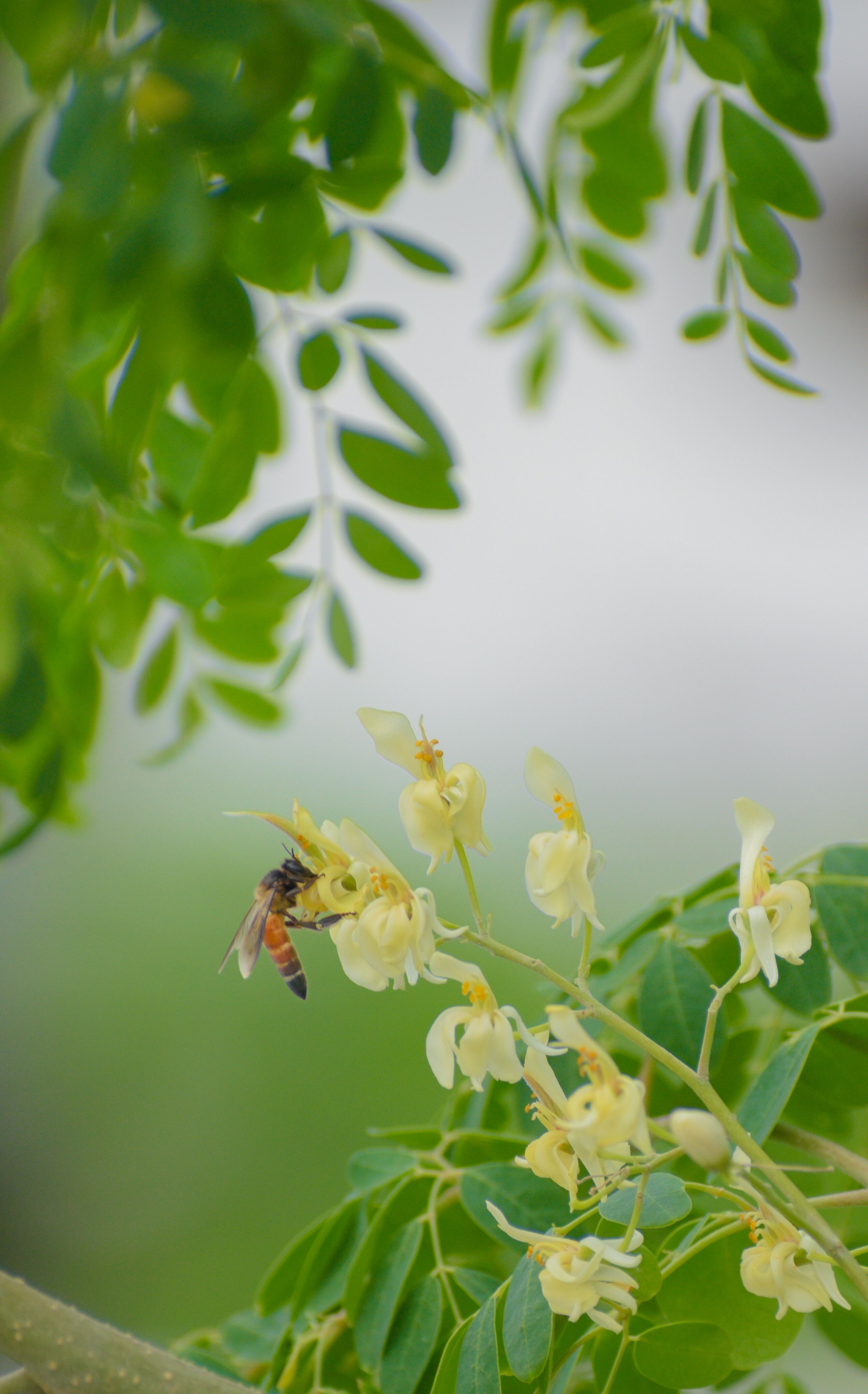 Kerala Bee Photos, Download The BEST Free Kerala Bee Stock Photos & HD ...