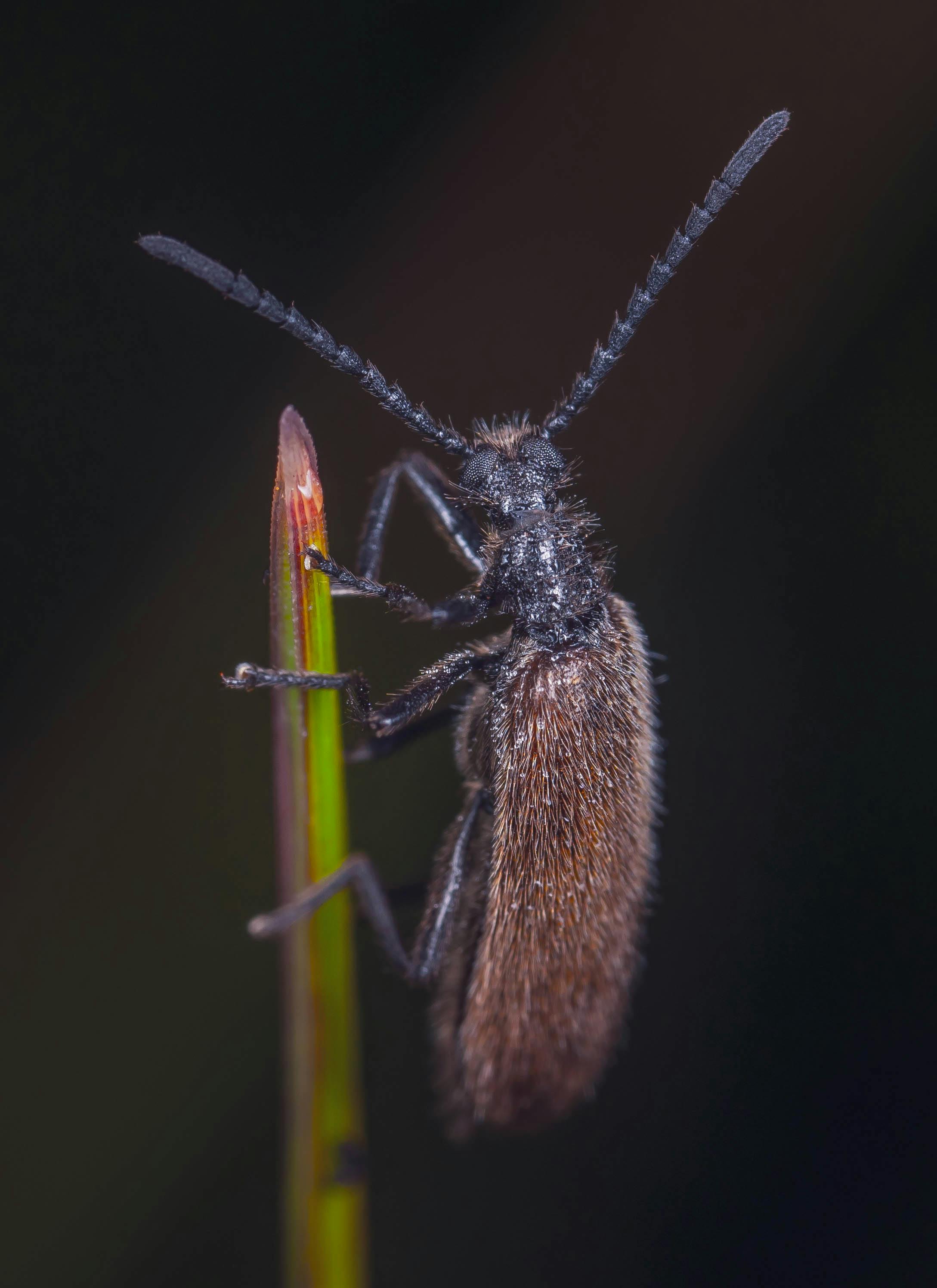 Close-up Photography of Blue Beetle · Free Stock Photo