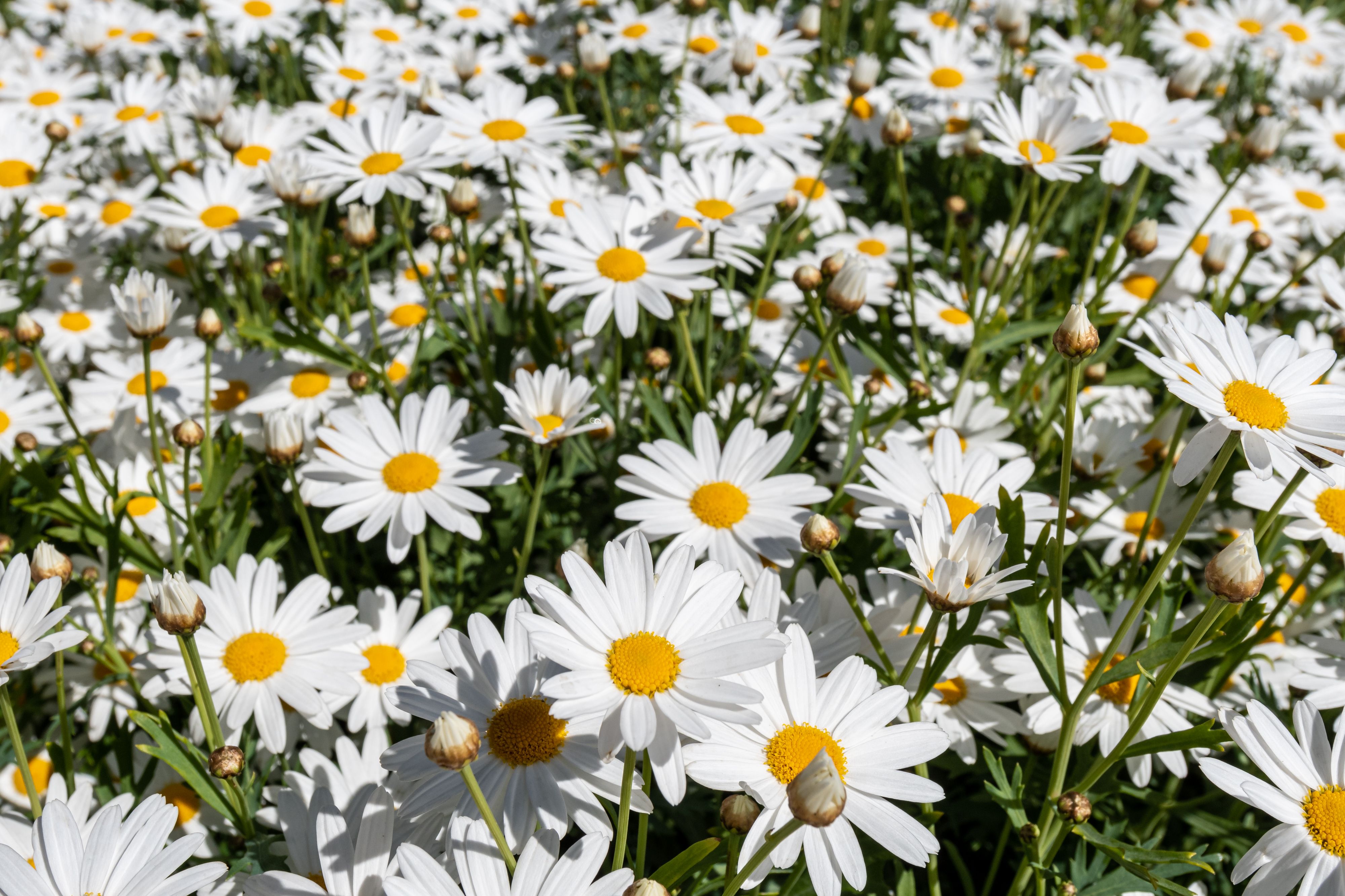 Daisies on Meadow · Free Stock Photo
