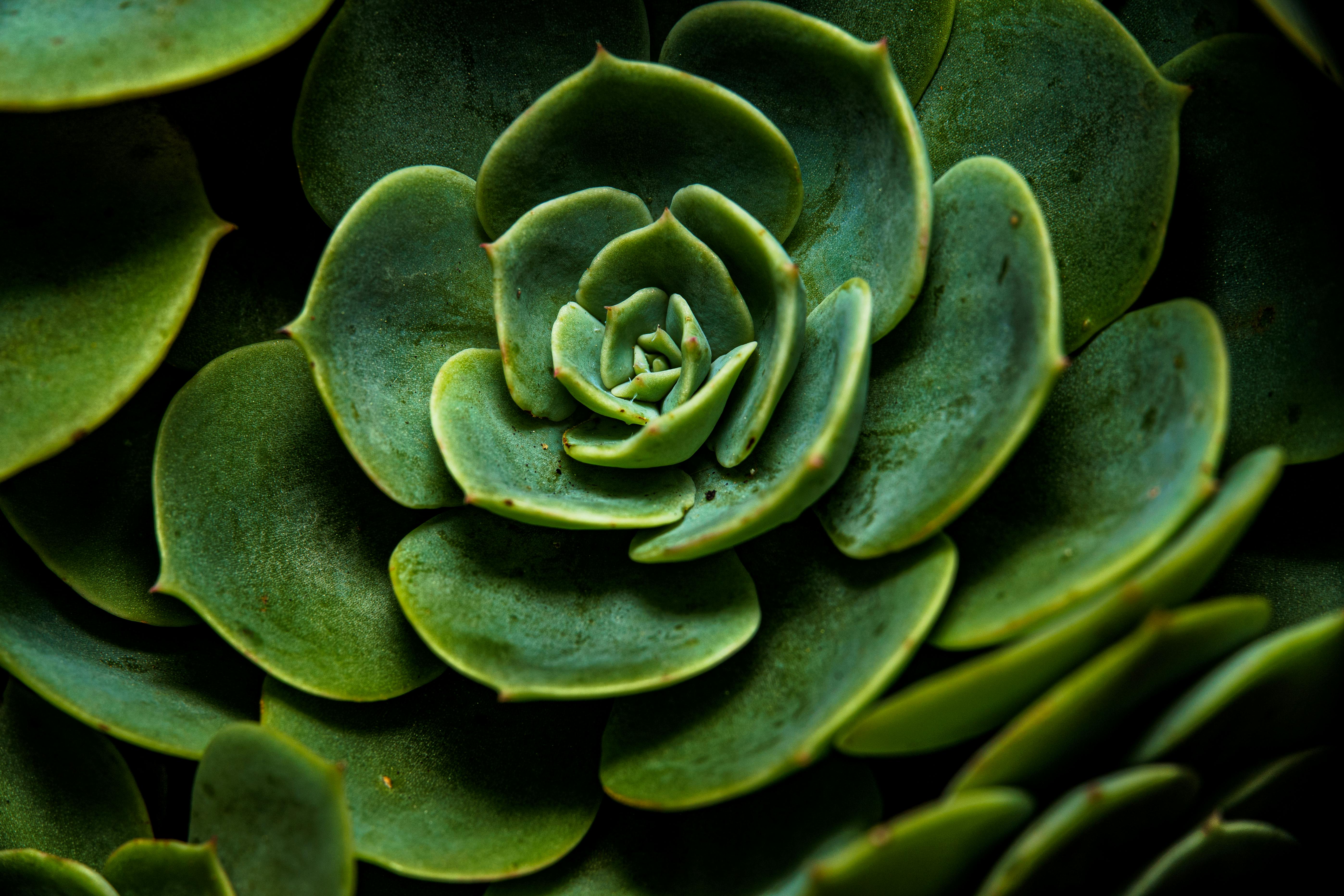 Green Succulent Plant · Free Stock Photo