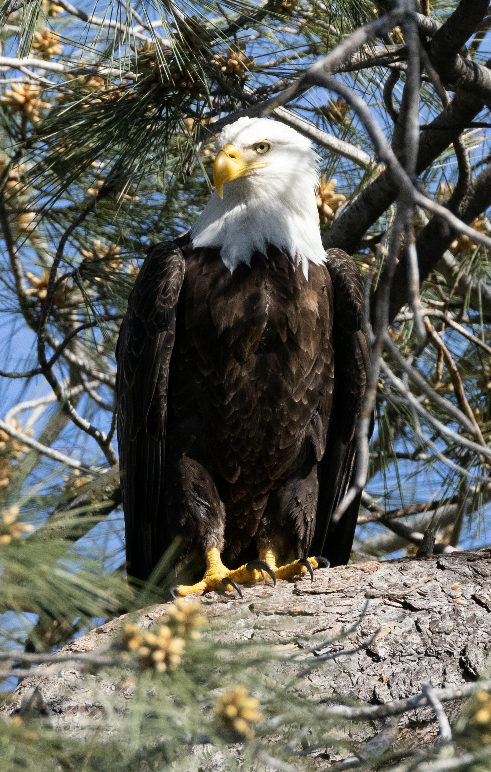 Eagle In Flight · Free Stock Photo