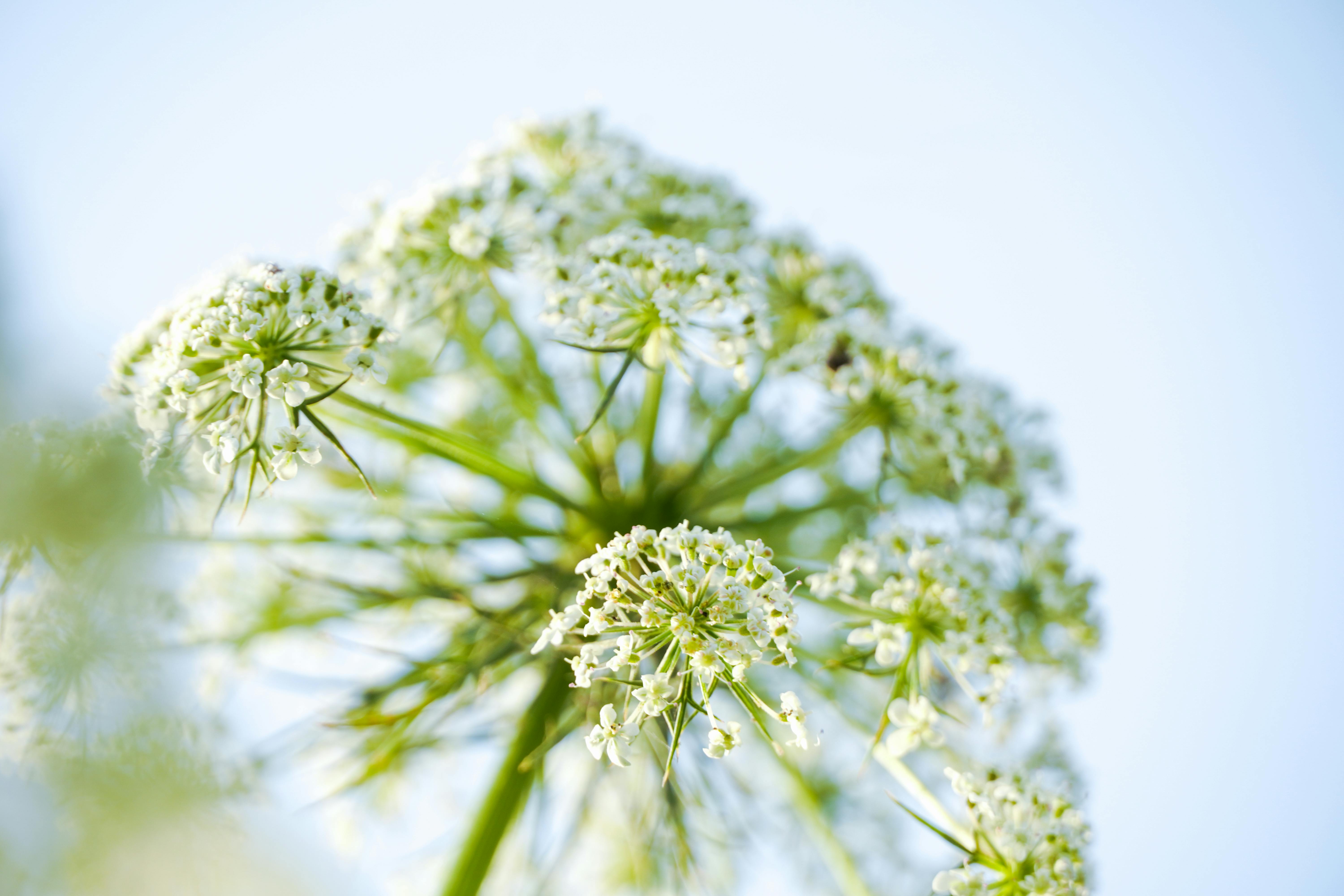 Botanicals Photos, Download The BEST Free Botanicals Stock Photos & HD ...