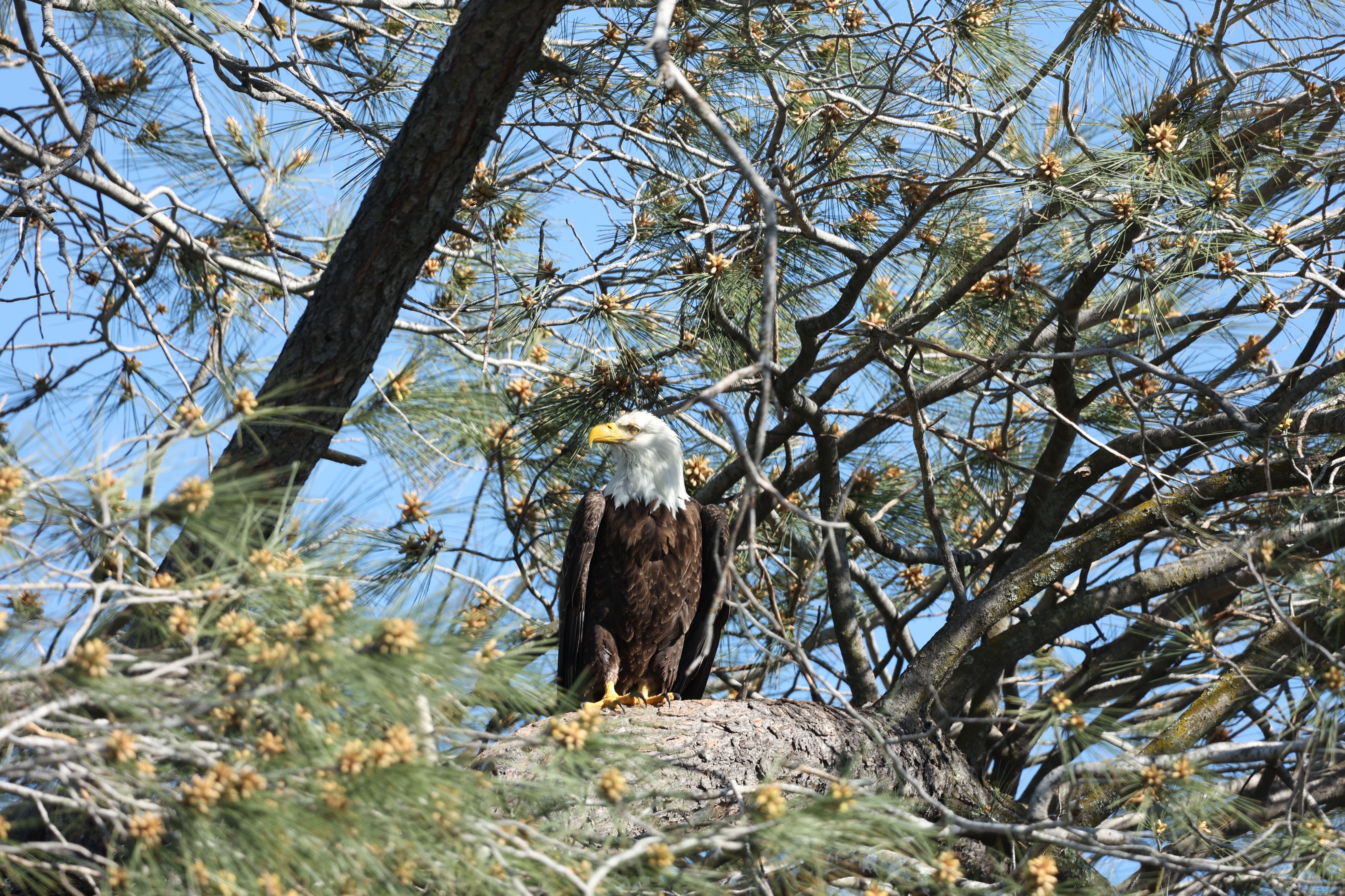 Eagle Sitting on Tree in Nature · Free Stock Photo