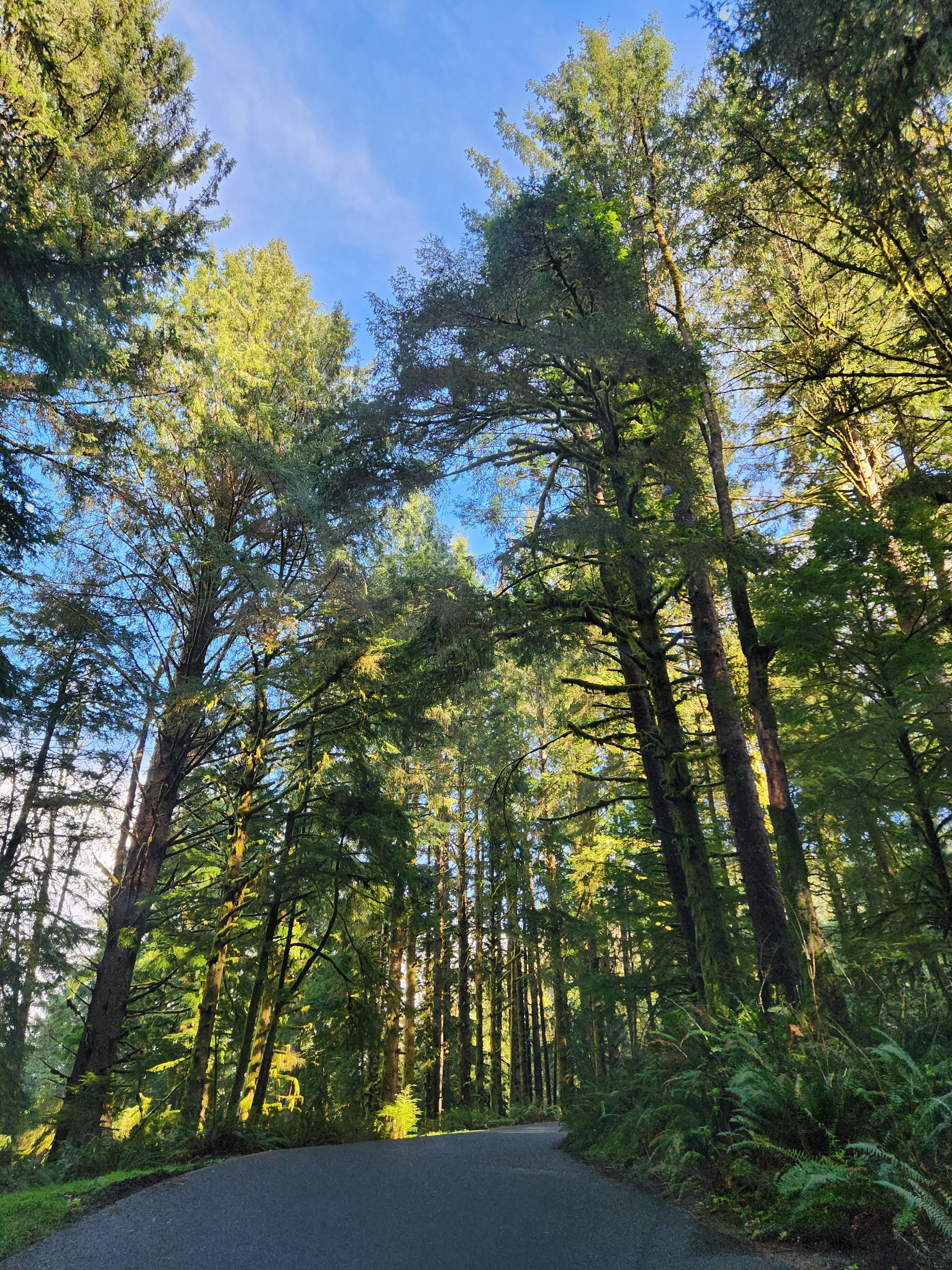 Foto de stock gratuita sobre al aire libre, arboles, árboles altos ...