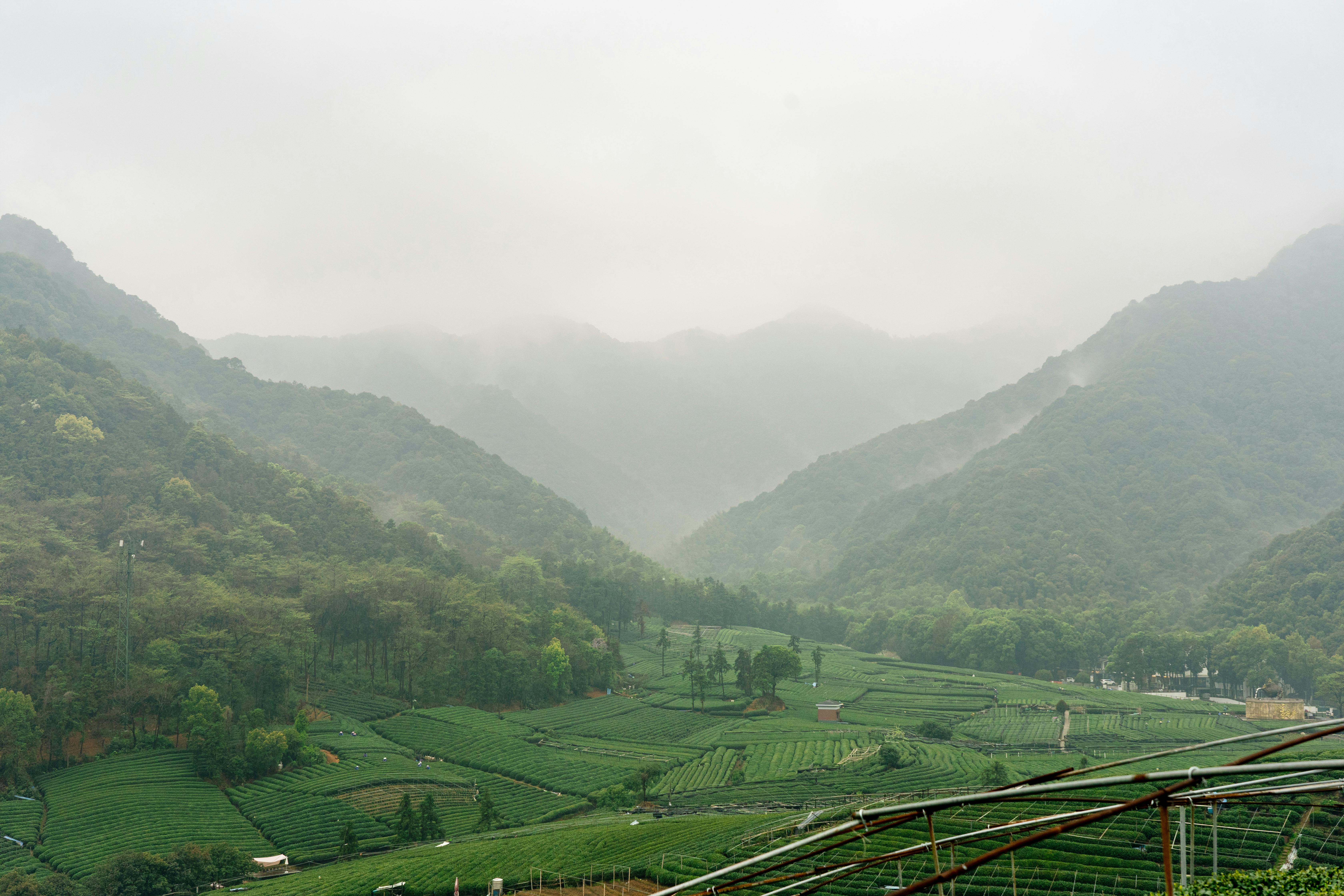 Longjing Green Tea Farm in Hangzhou, China · Free Stock Photo