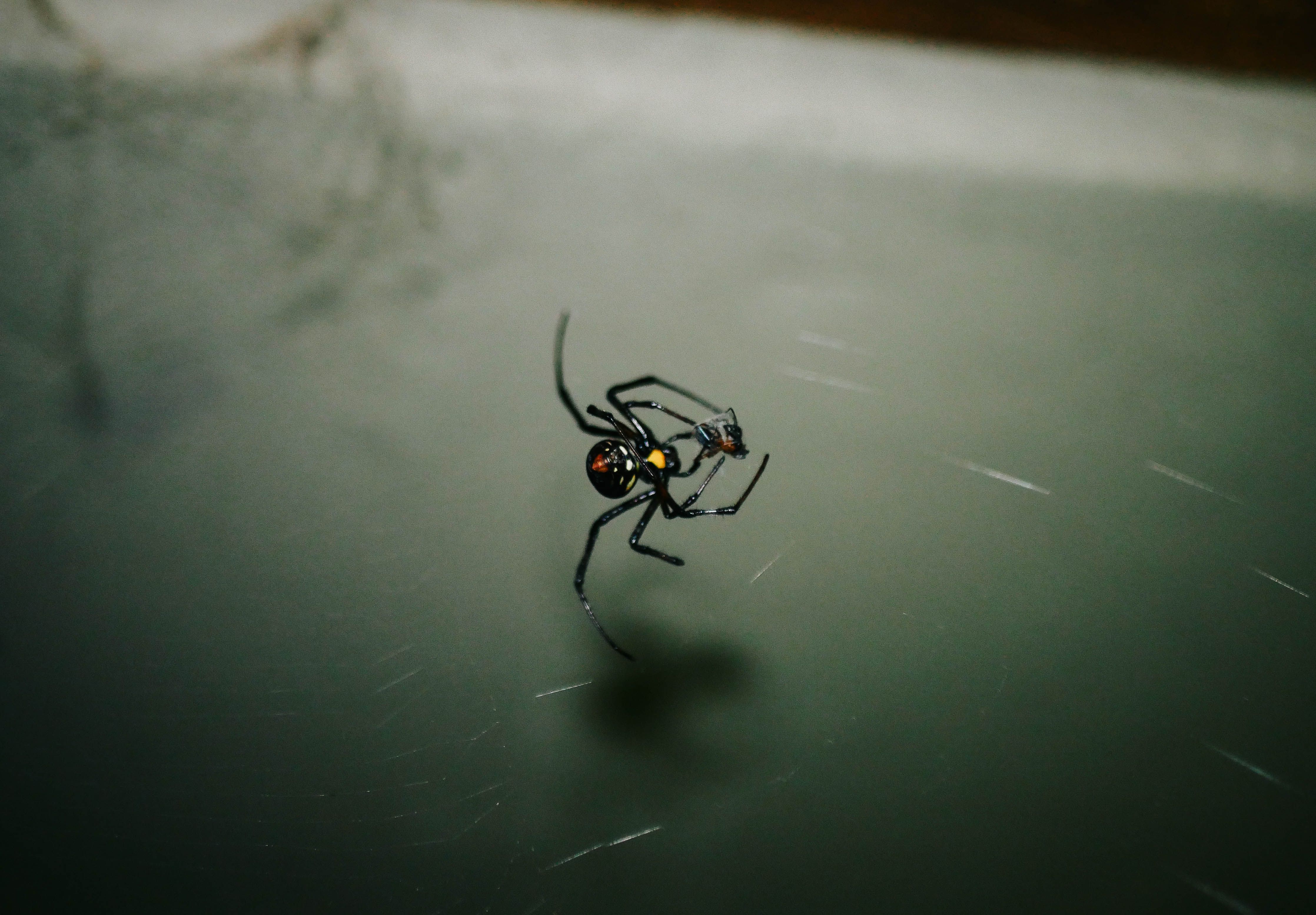 Shy Spider Photos, Download The BEST Free Shy Spider Stock Photos & HD ...