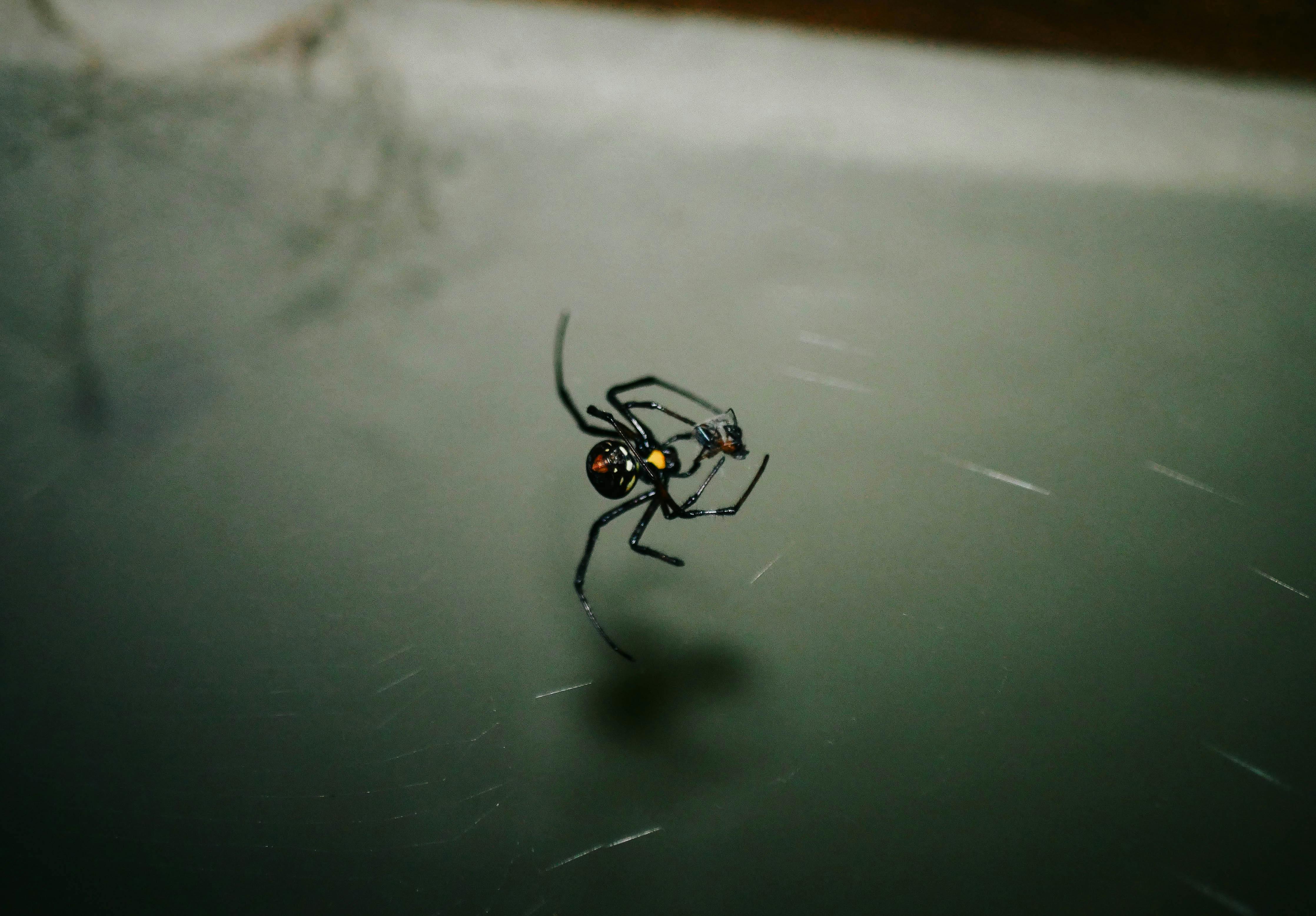 Redback Spiders Photos, Download The BEST Free Redback Spiders Stock ...