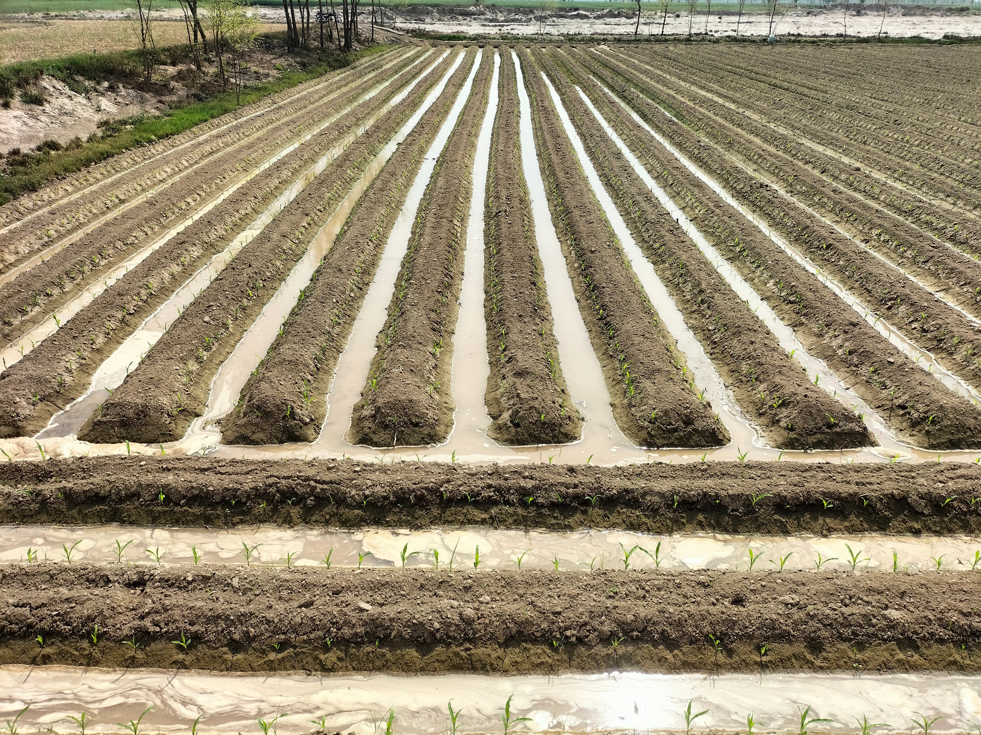 Rows of Sprouting Plants in a Field · Free Stock Photo