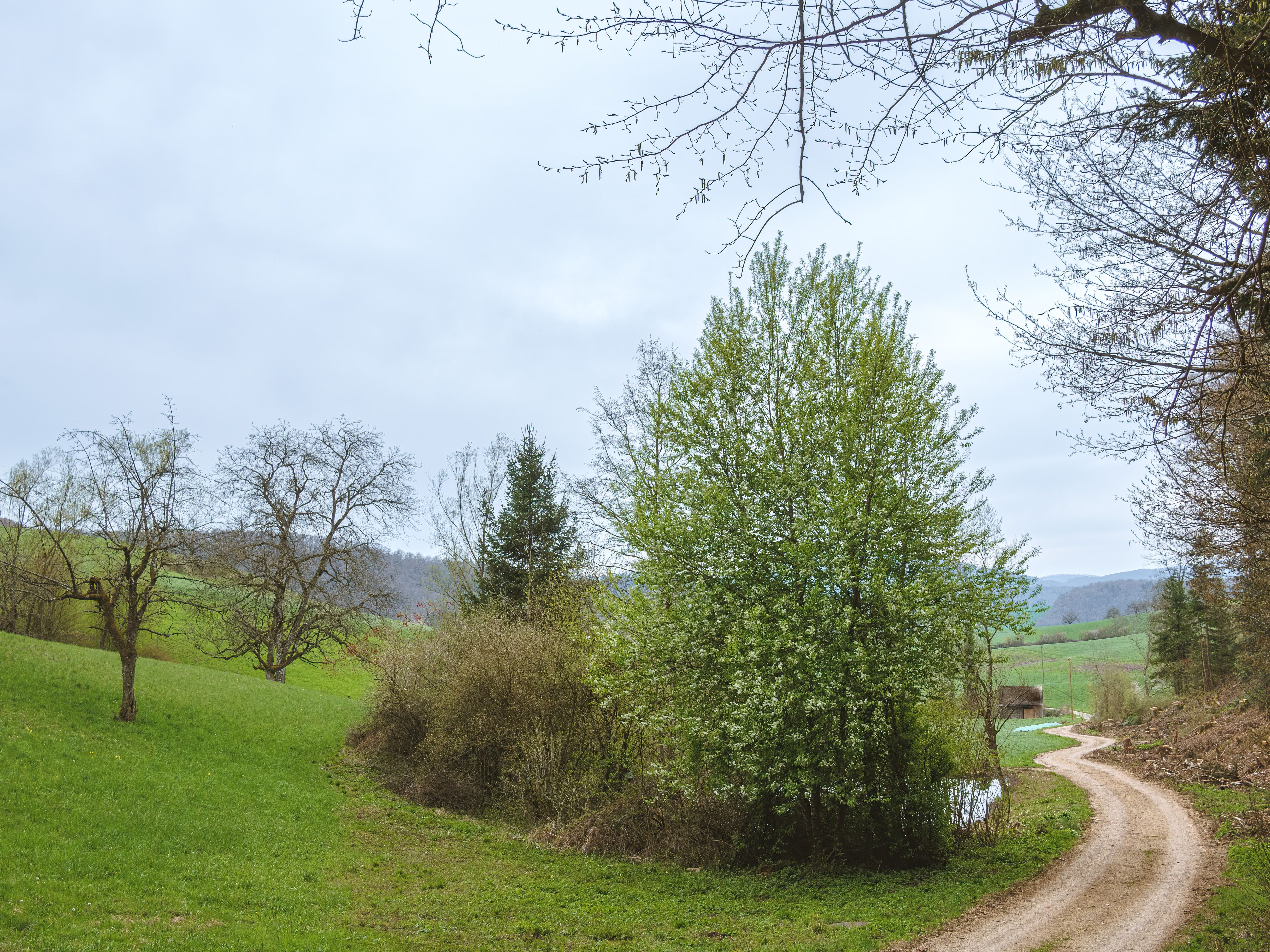 A Countryside Landscape with an Unpaved Road and Green Fields · Free ...