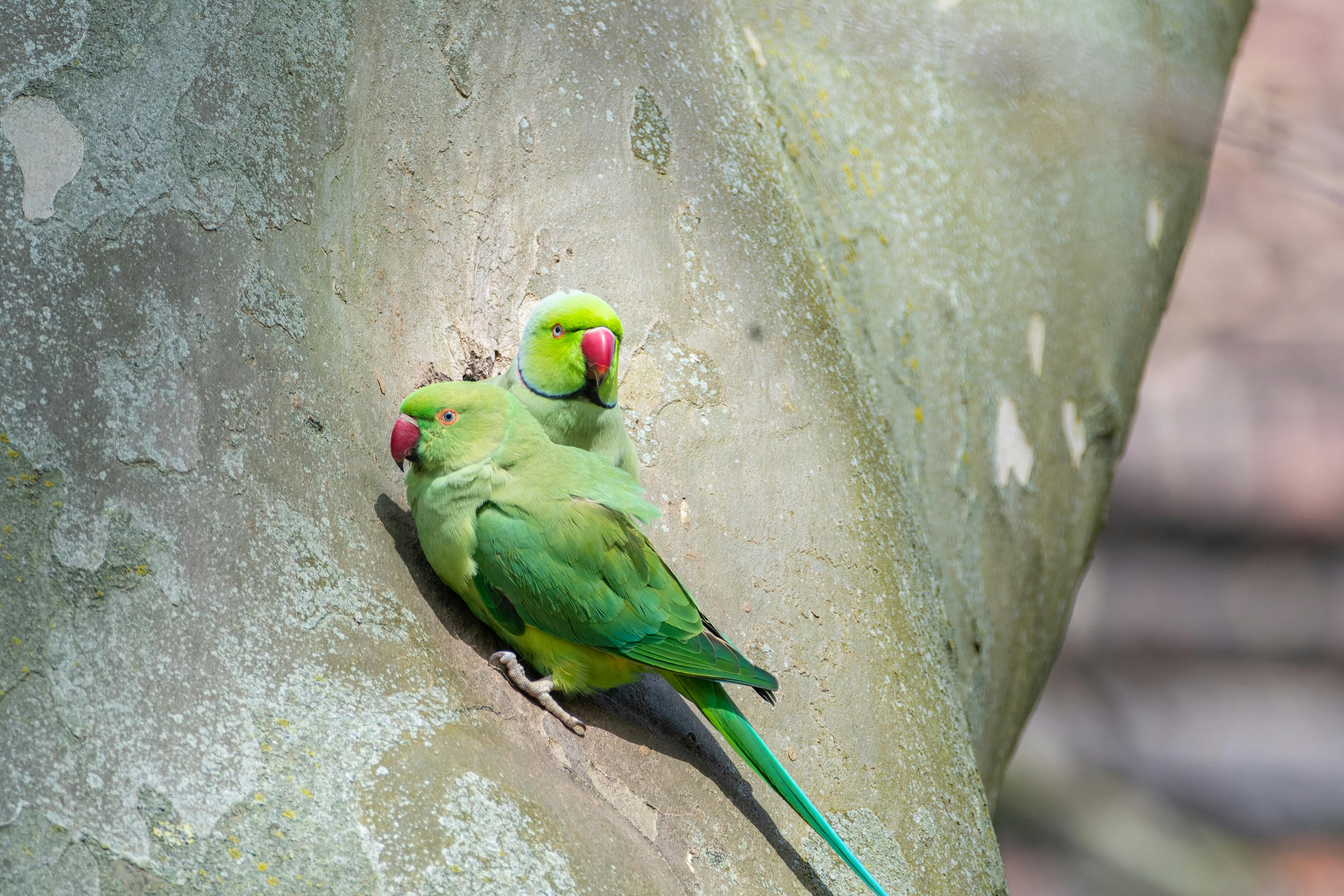 Red Parakeet on Green Leaf Plant · Free Stock Photo