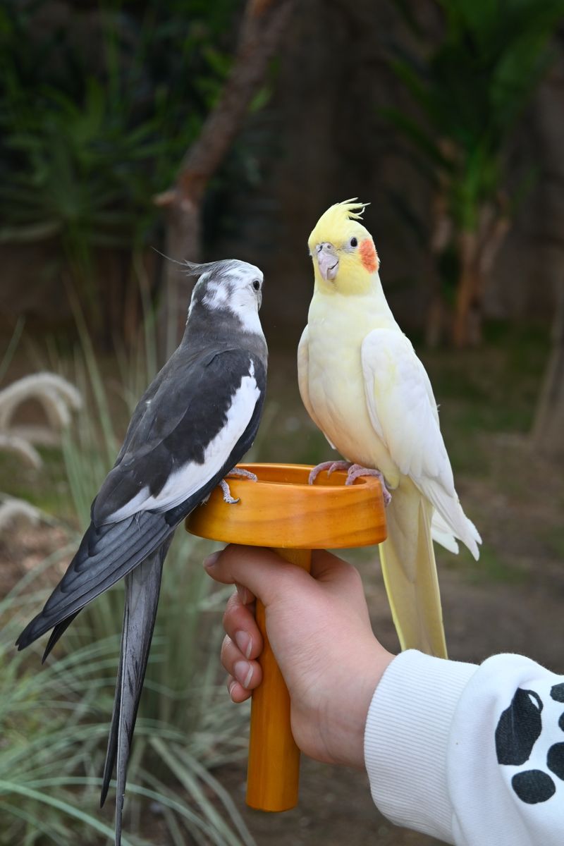 Cockatiel Bird Photos, Download The BEST Free Cockatiel Bird Stock ...