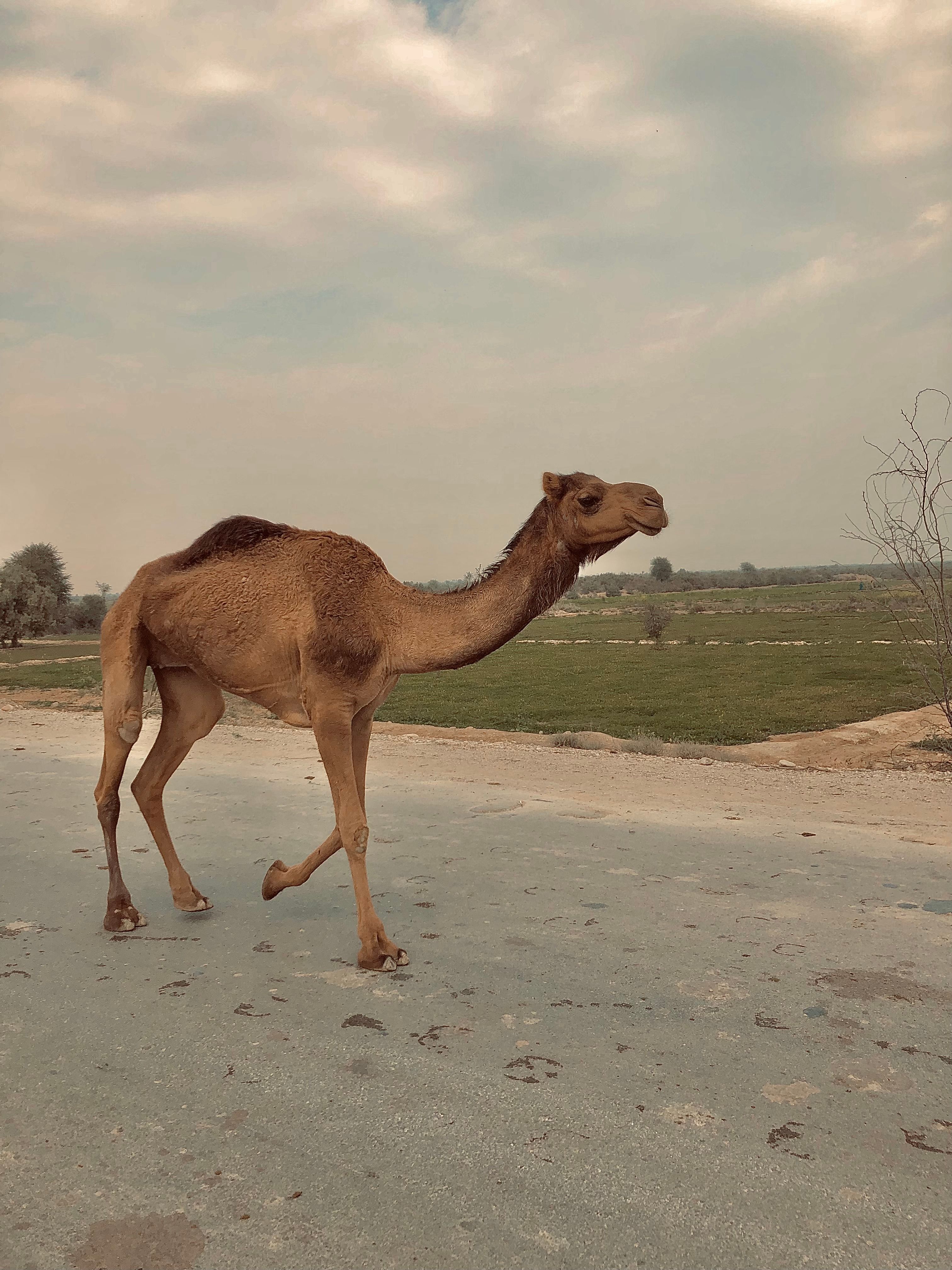 Camel on Road · Free Stock Photo
