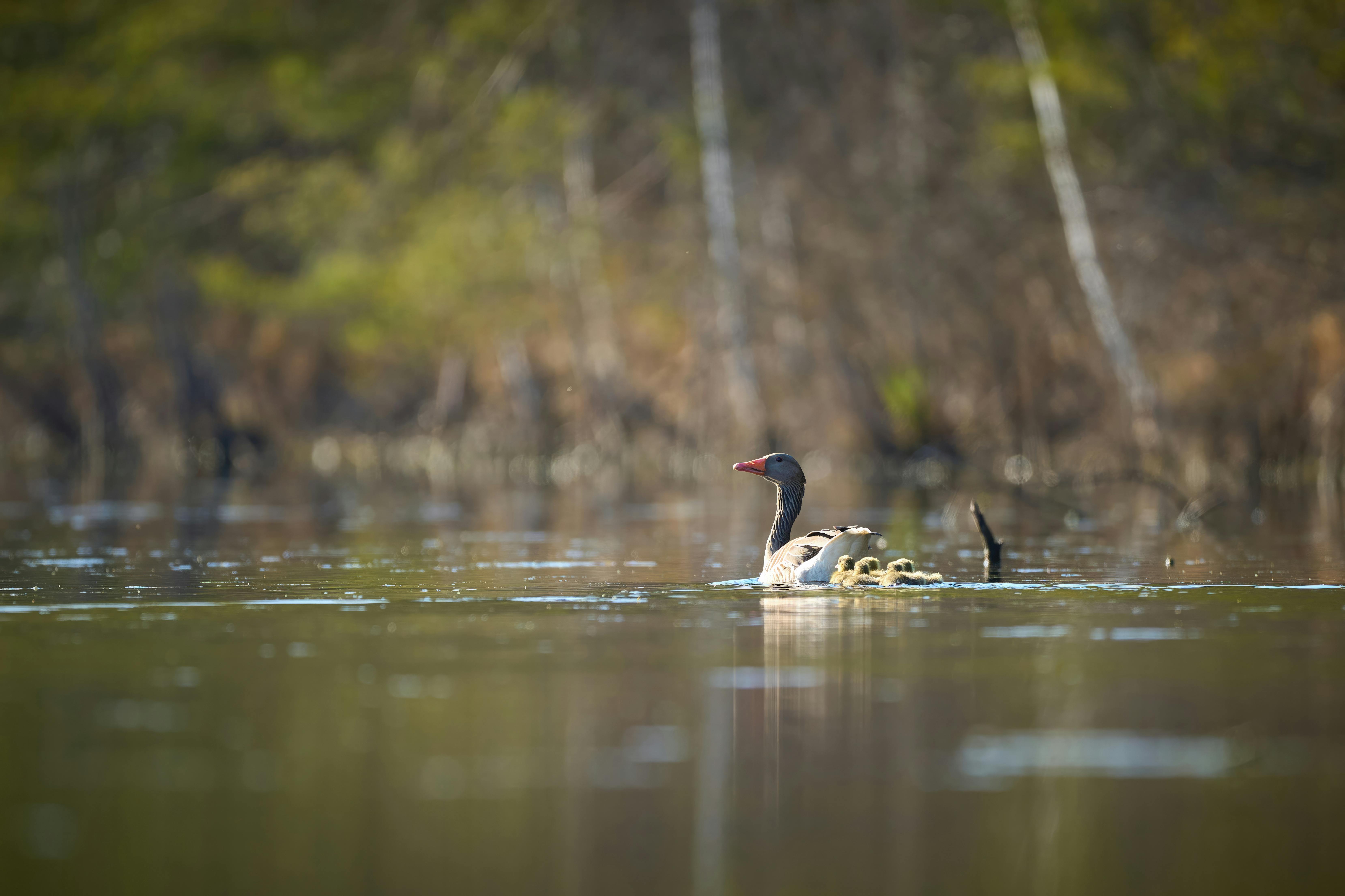 Selective Focus Photography of Goose Perched on Chain Link Fence · Free ...