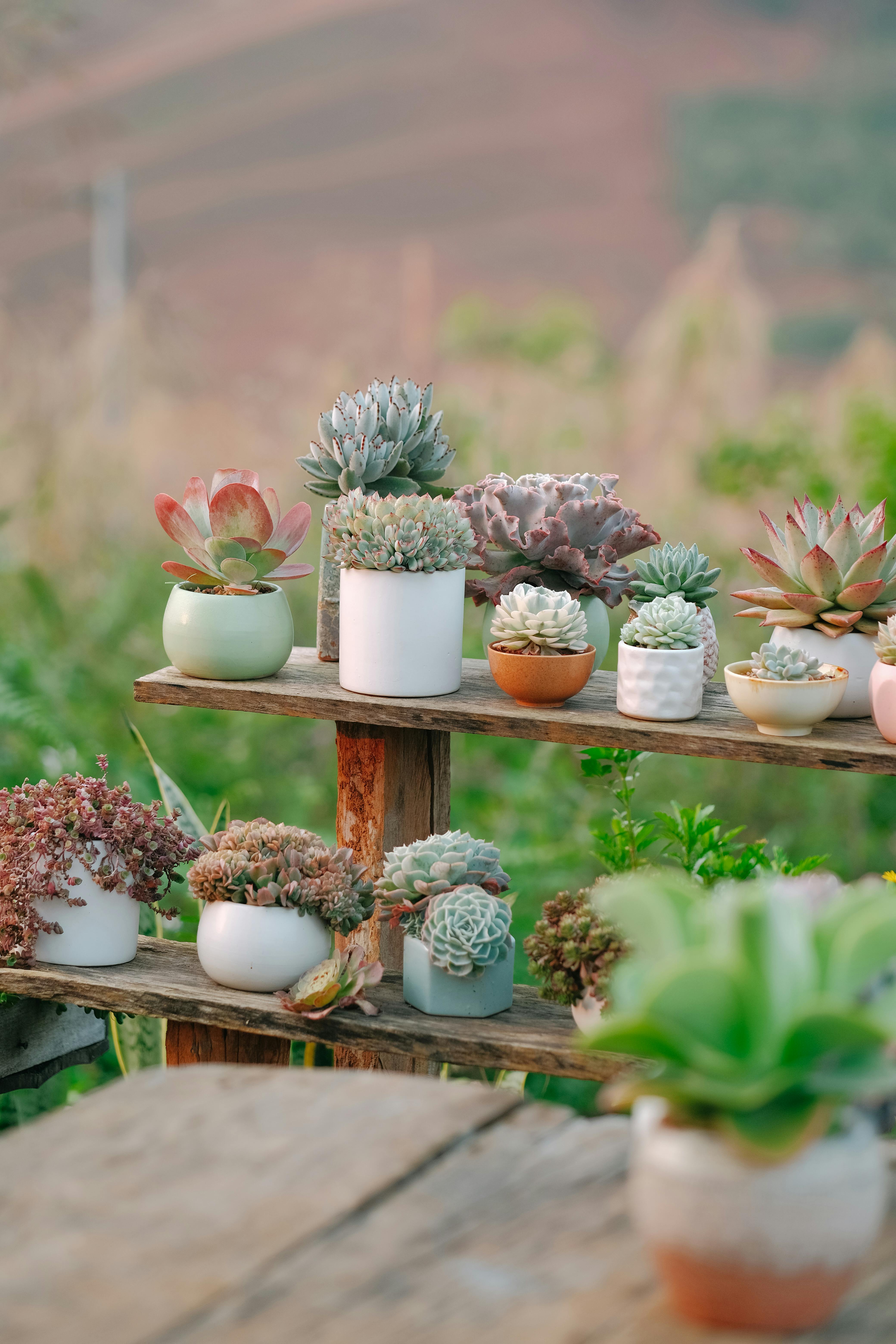Potted Succulents on Wooden Stands on Open Air · Free Stock Photo