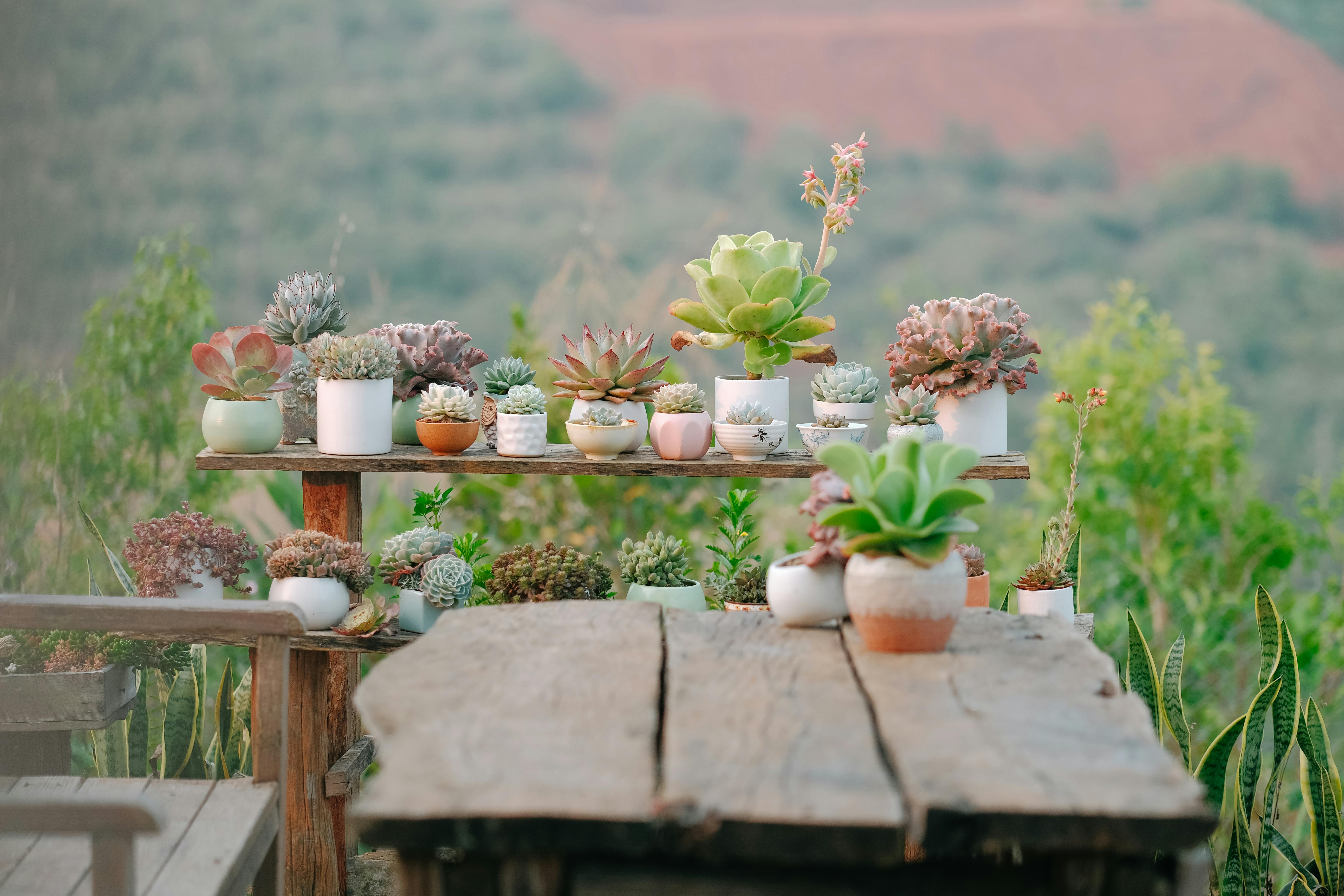 Succulents in Pots on Wooden Tables · Free Stock Photo