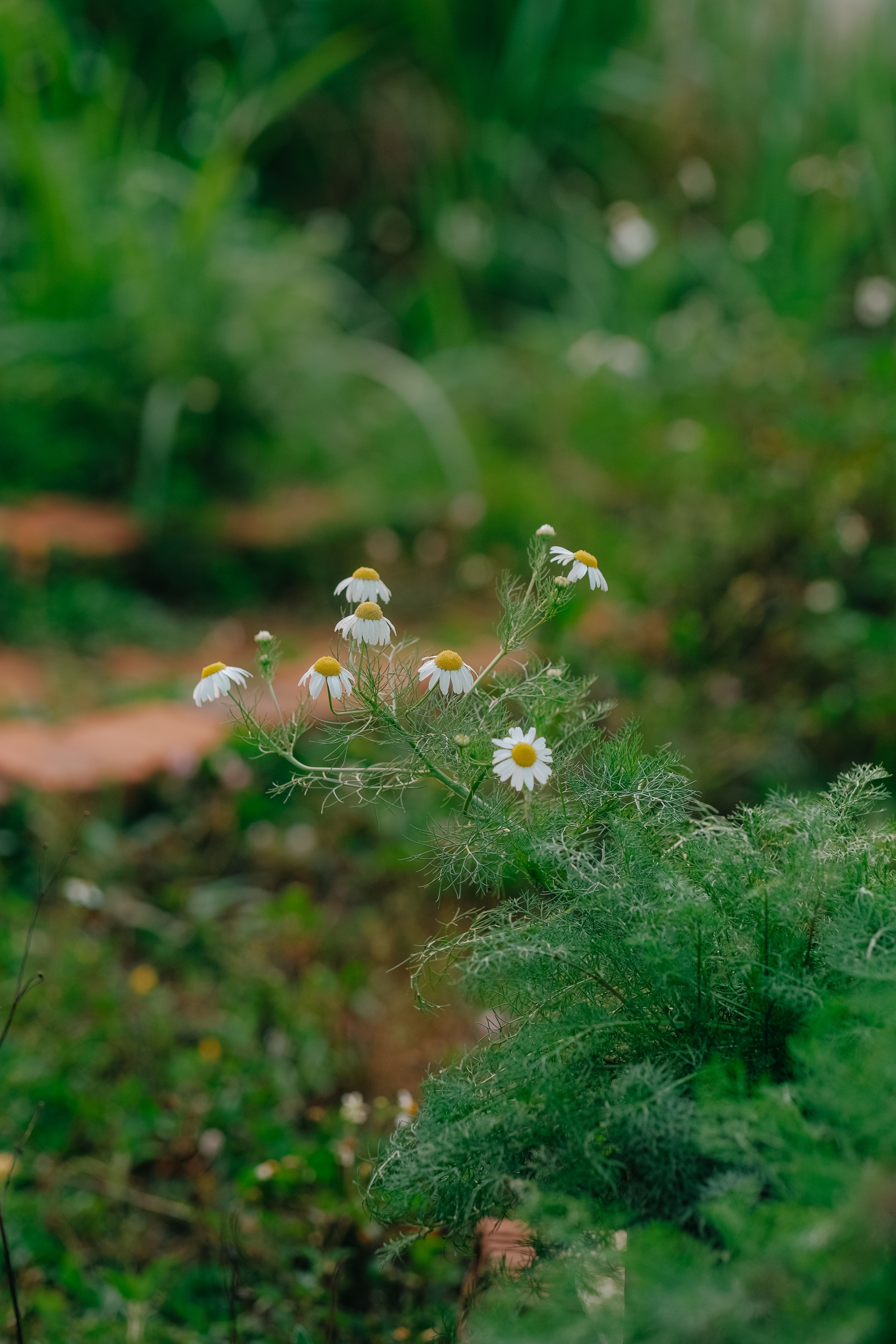 Sprig of Chamomile · Free Stock Photo