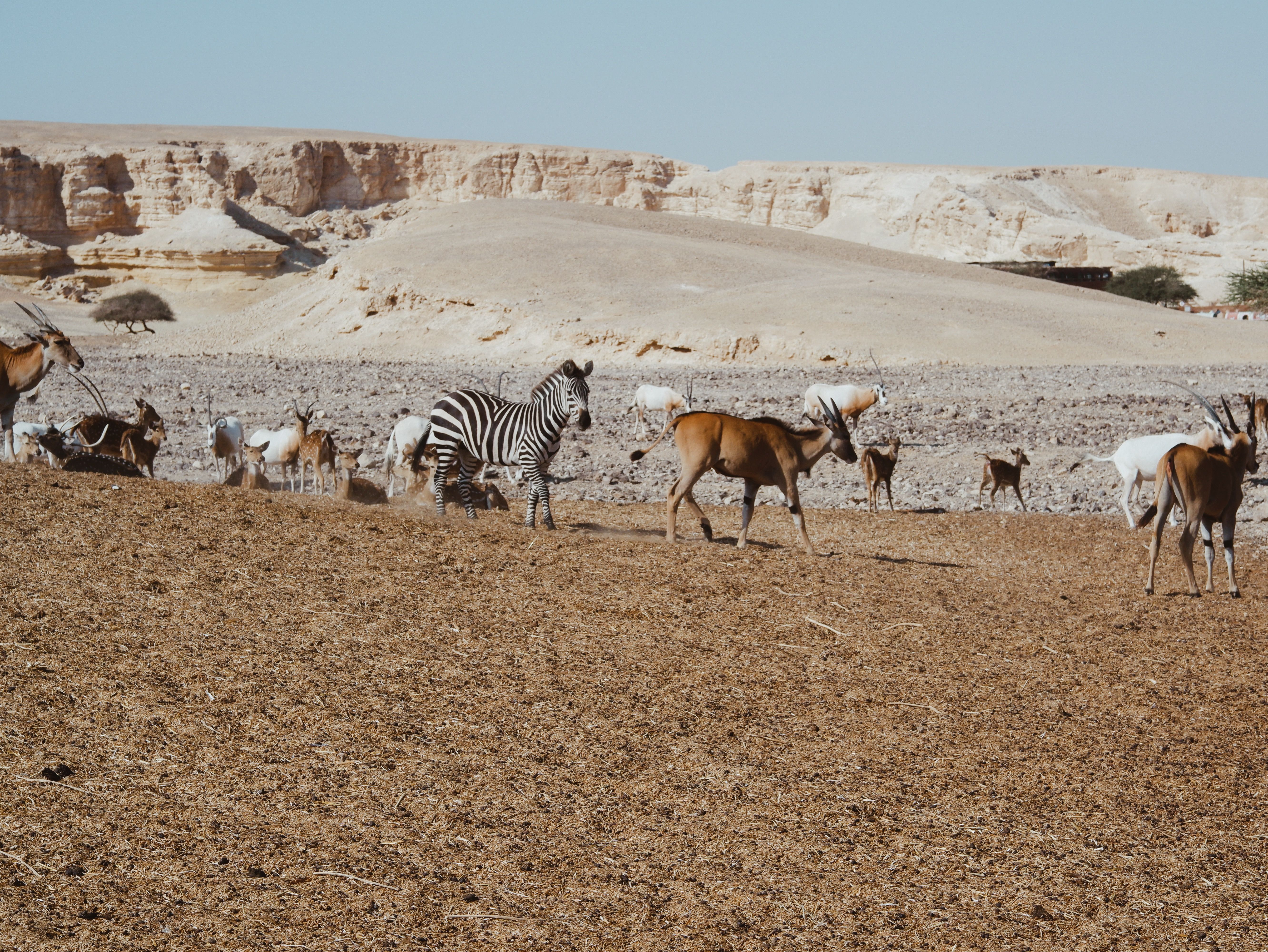 Wild Animals on Dried Pasture · Free Stock Photo