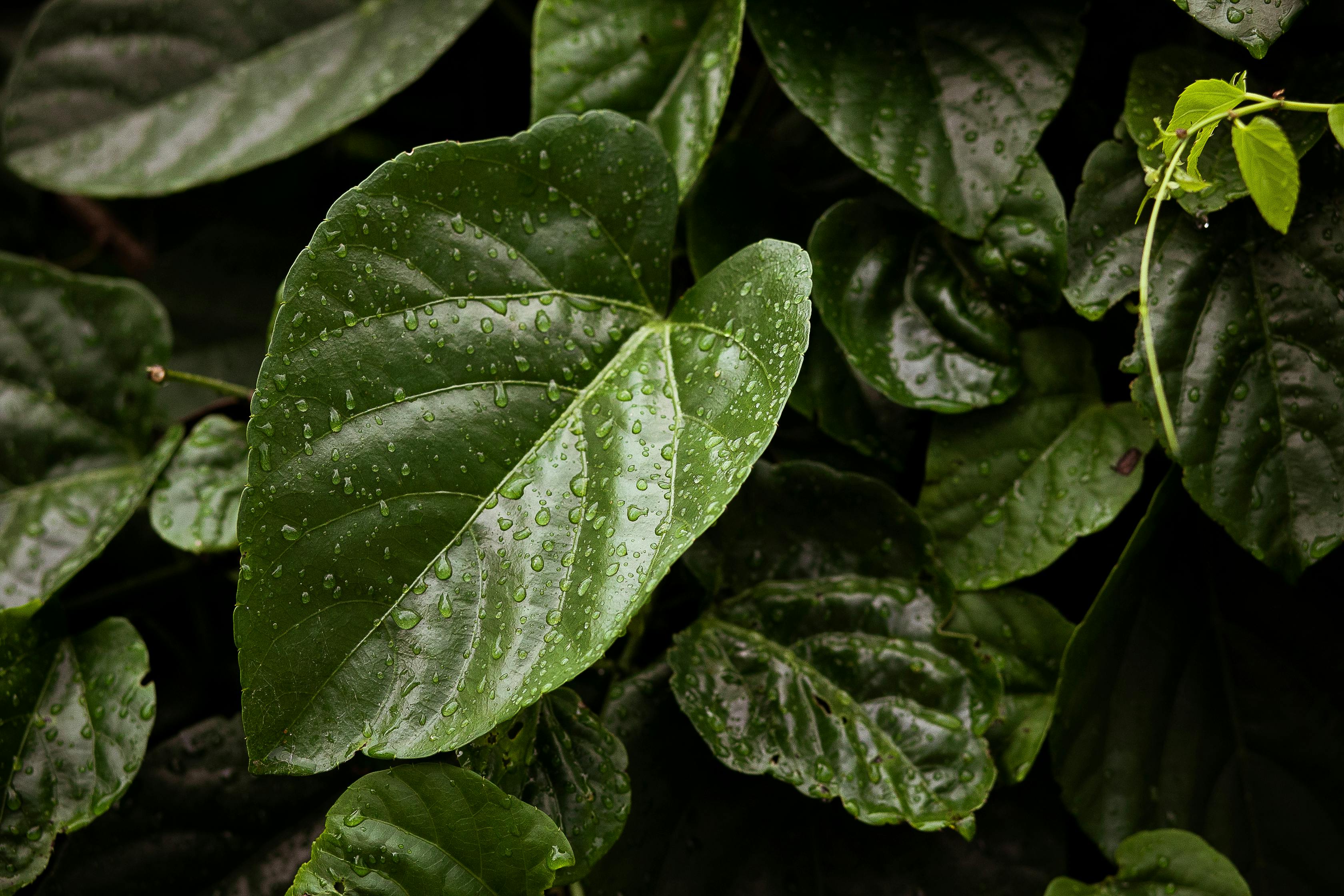 Close-Up Photo of Leaf · Free Stock Photo