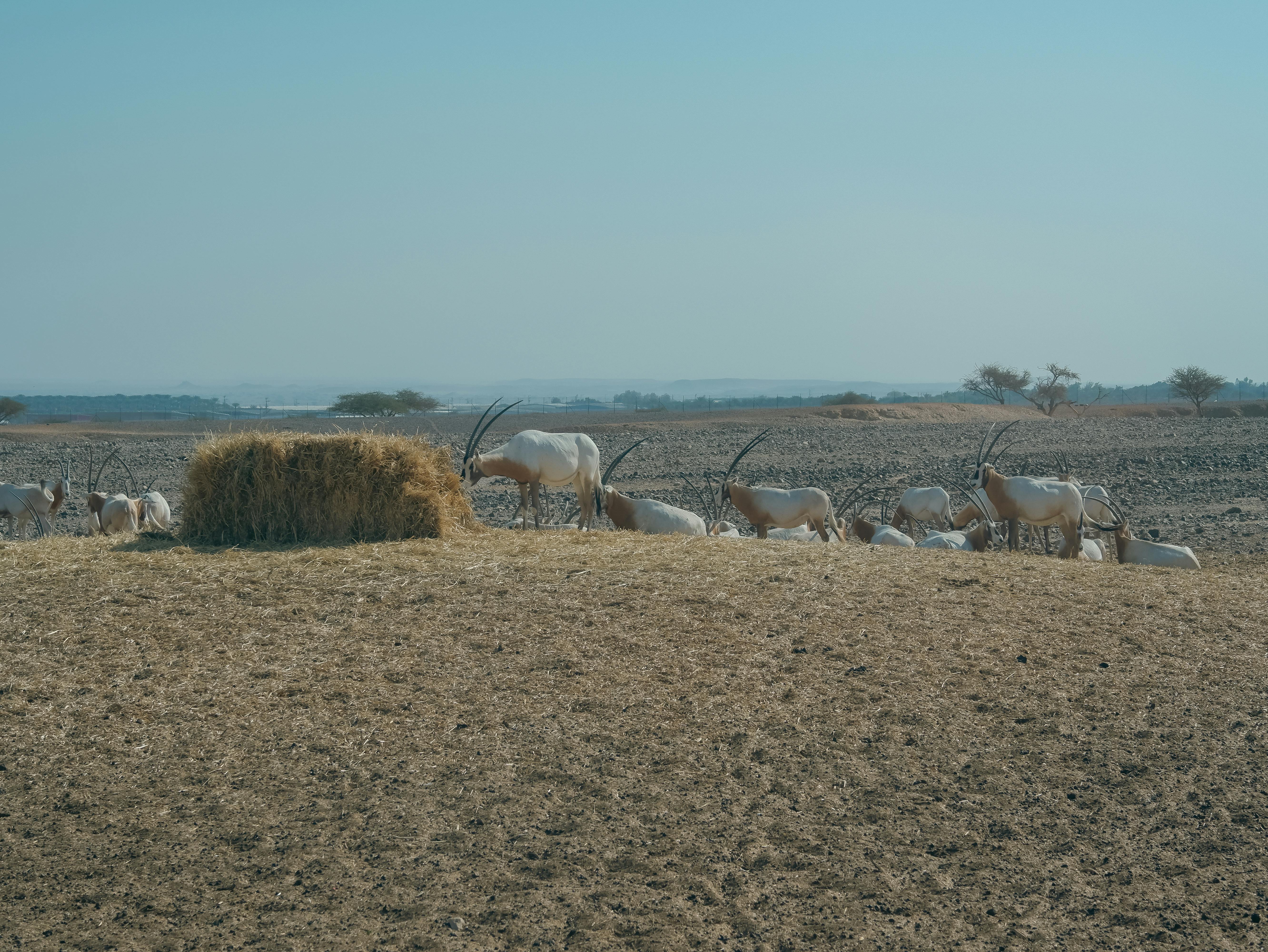 An Herd of Oryx Antelopes on a Field · Free Stock Photo