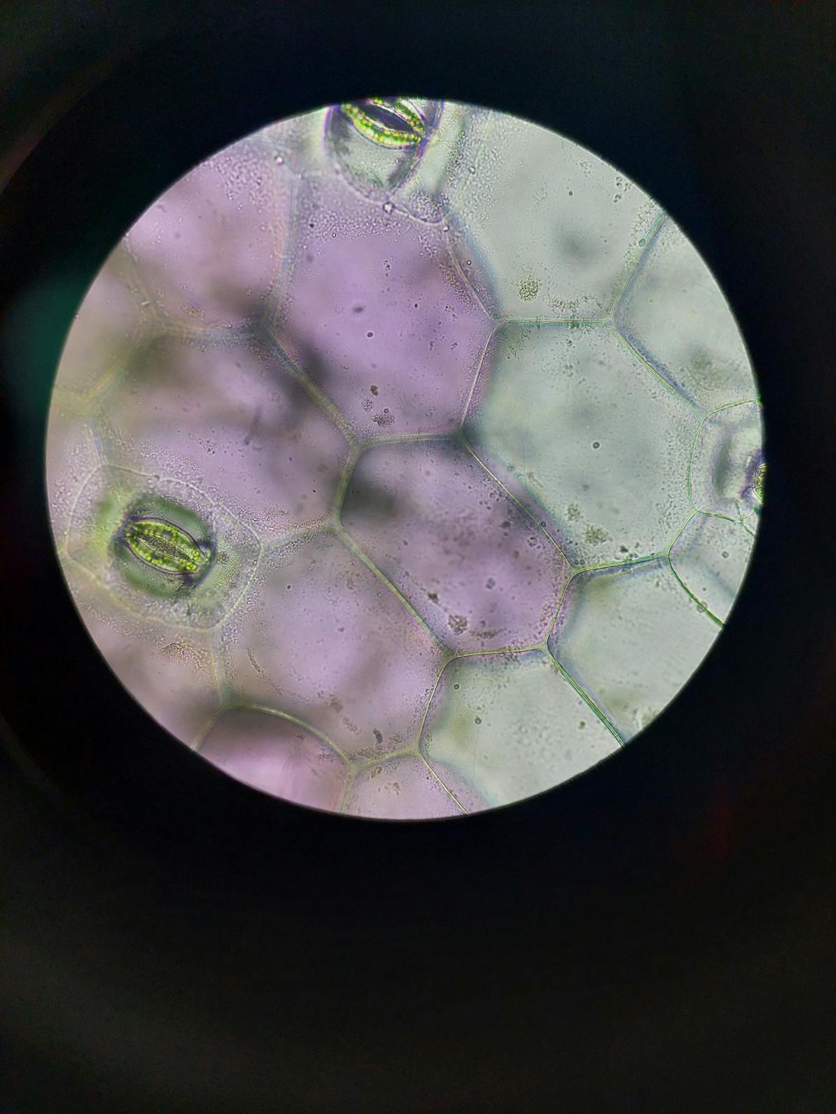 Cells Photos, Download The BEST Free Cells Stock Photos & HD Images