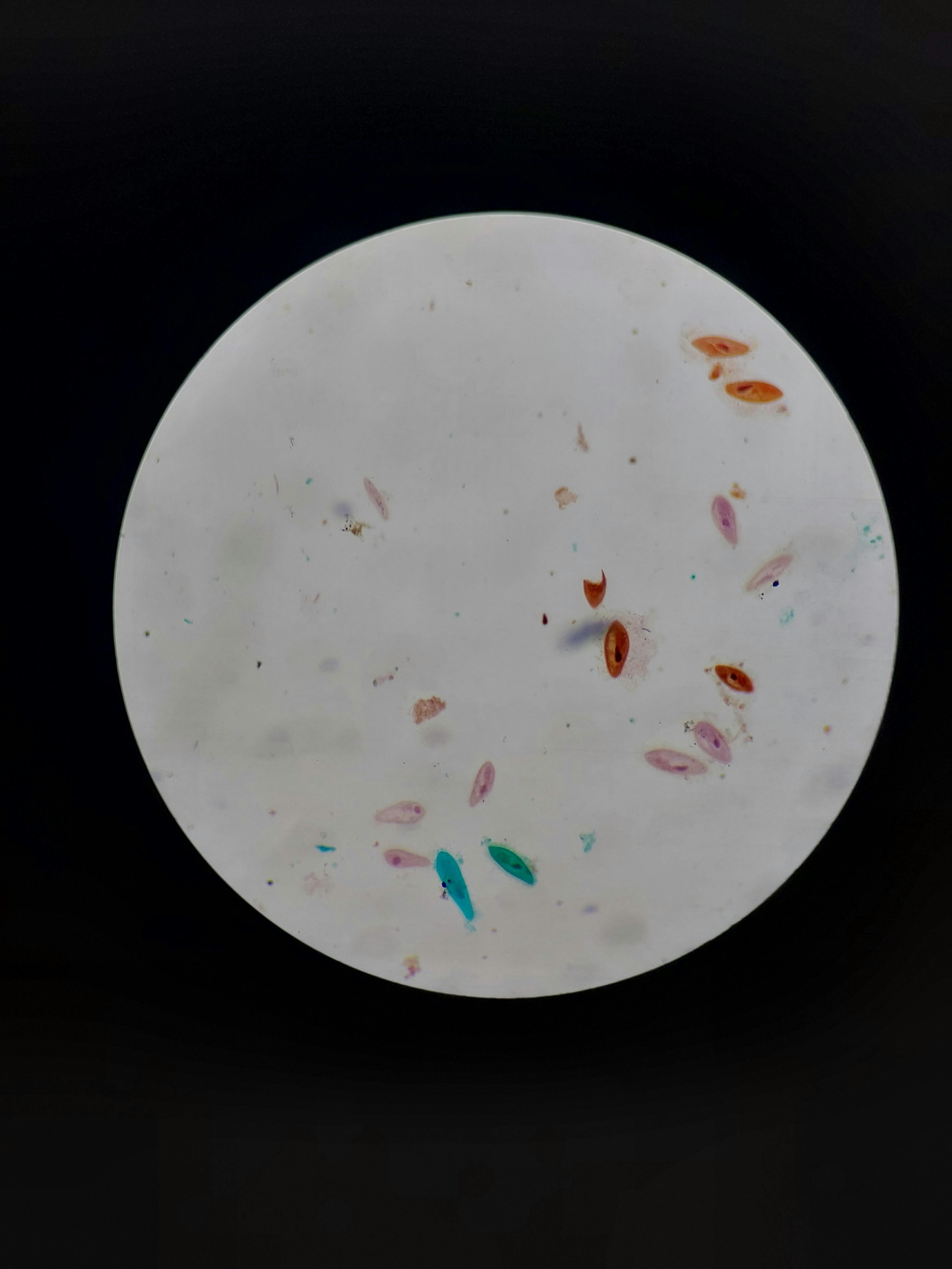 Particles seen under a Microscope · Free Stock Photo