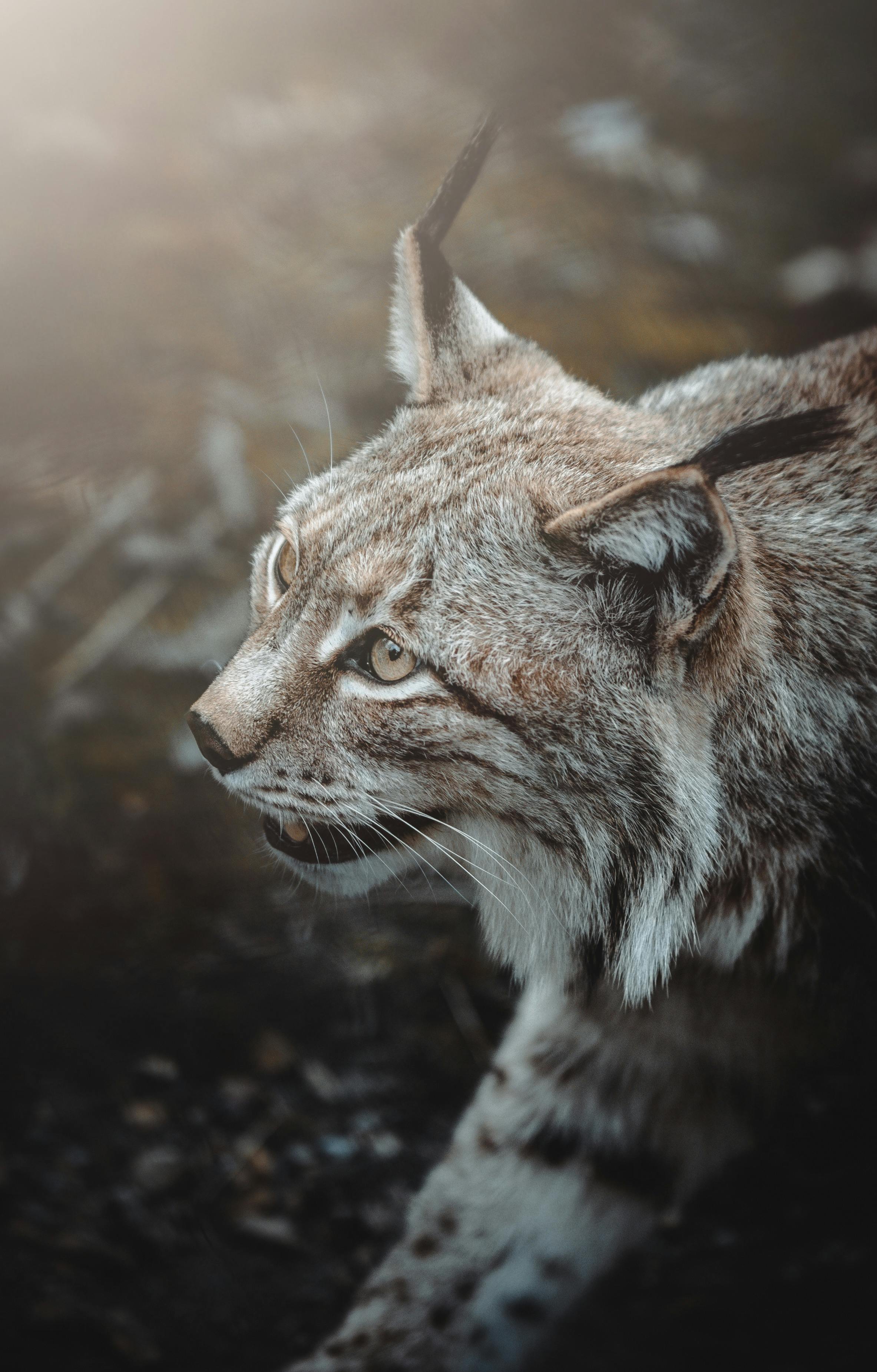 Close up of Lynx · Free Stock Photo