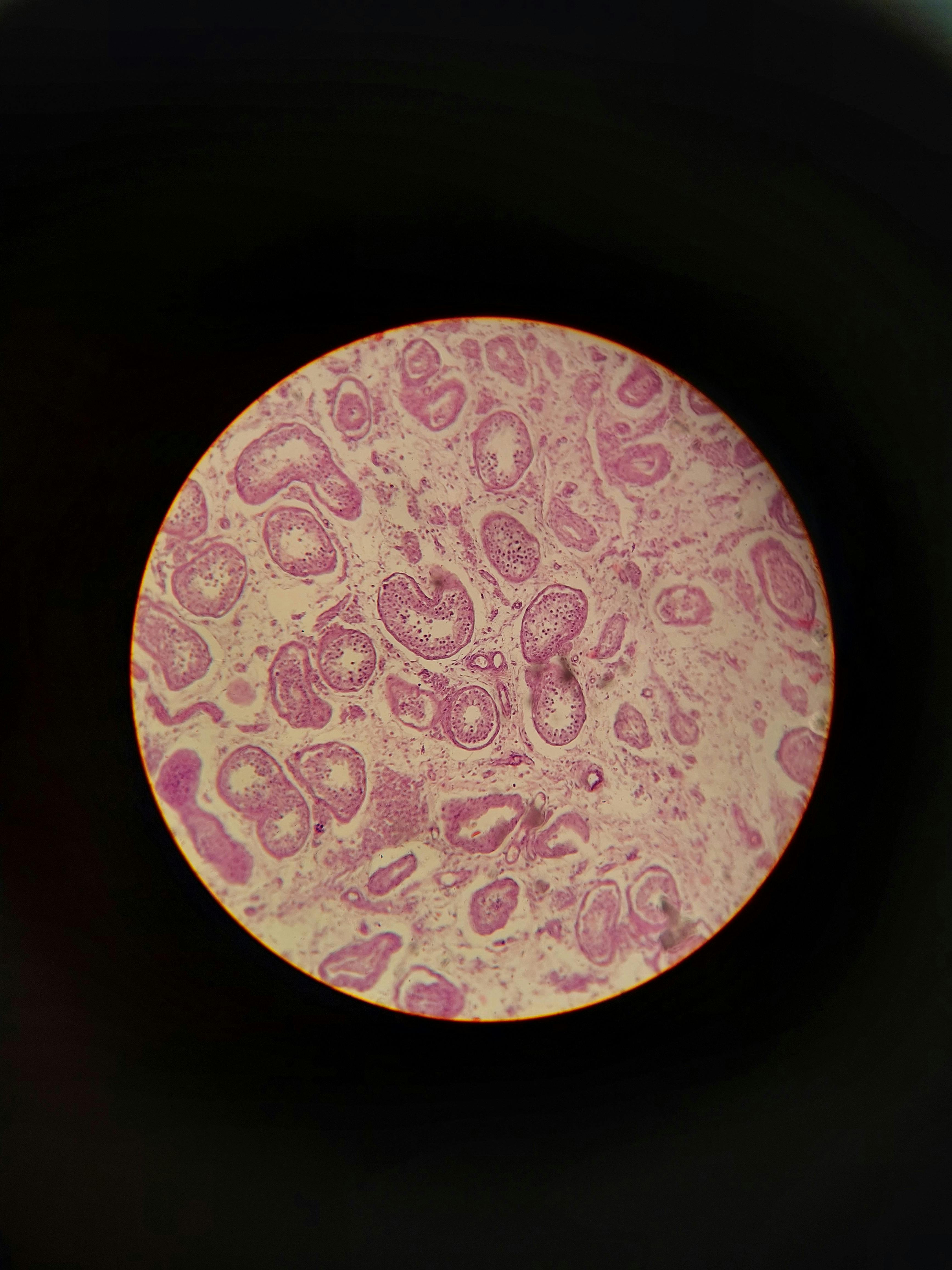 Micro Organisms under Microscope · Free Stock Photo