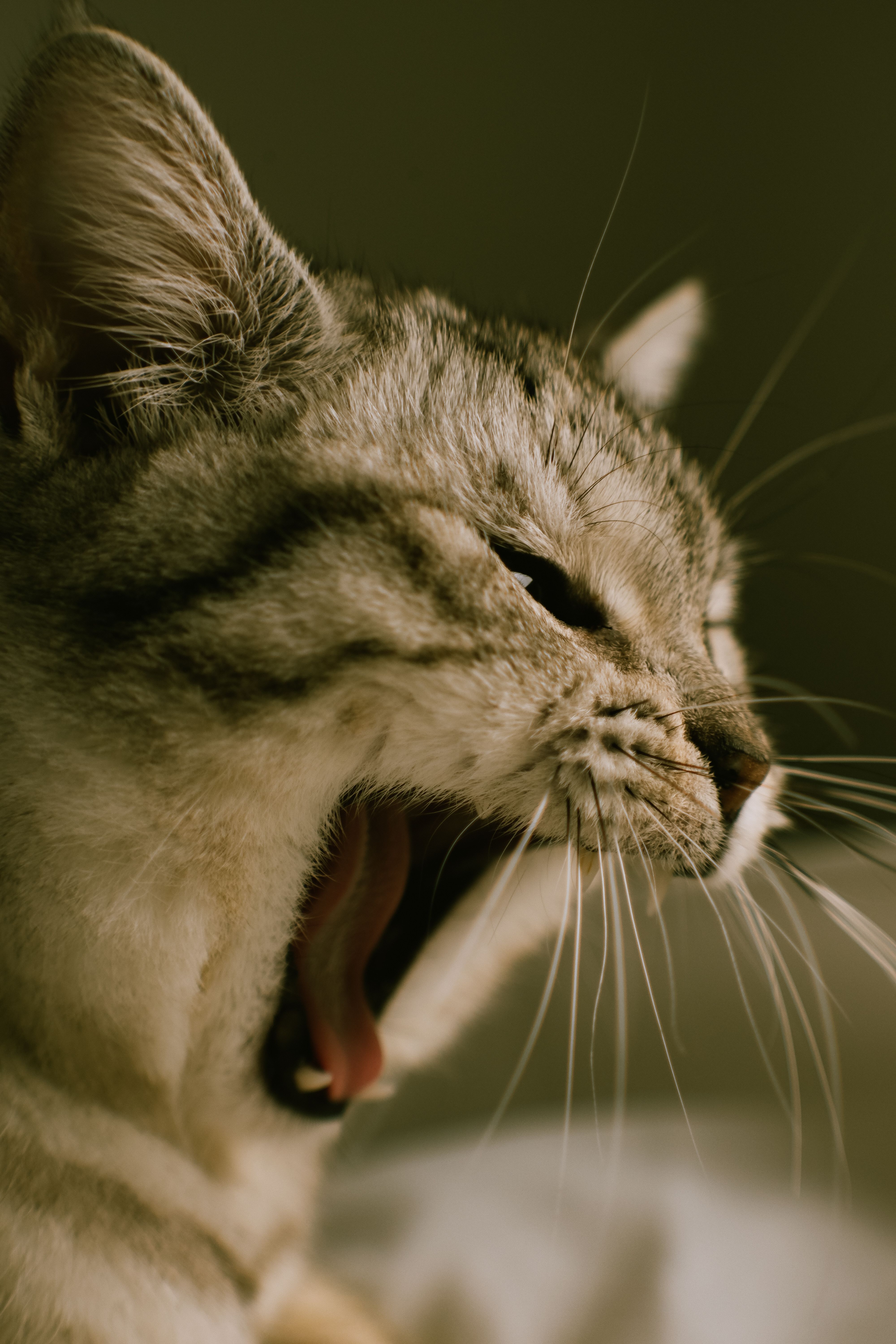 Close-up of a Yawning Kitten · Free Stock Photo