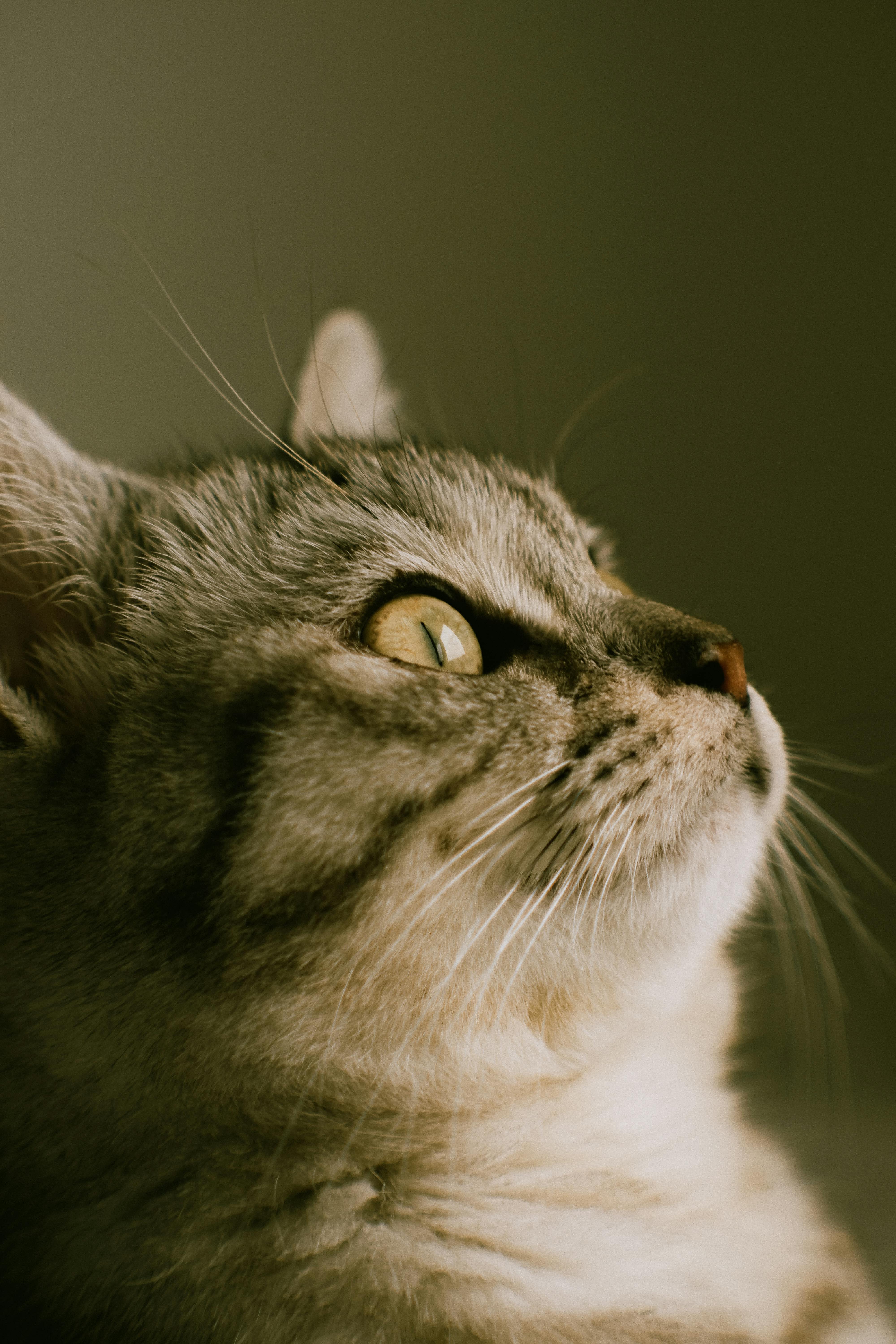 Close-Up of Cat Head · Free Stock Photo