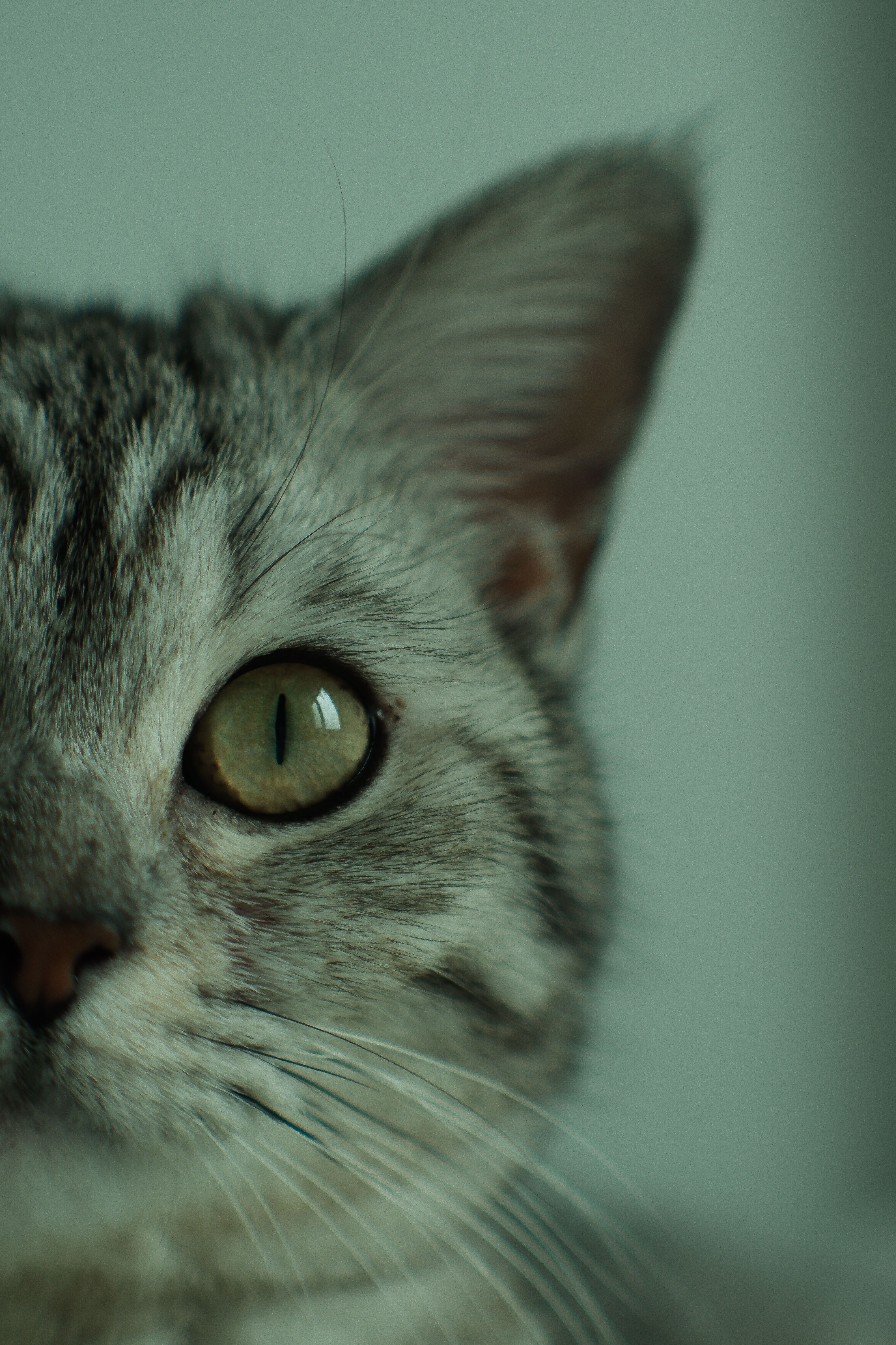 Close-Up Shot of a Cat · Free Stock Photo