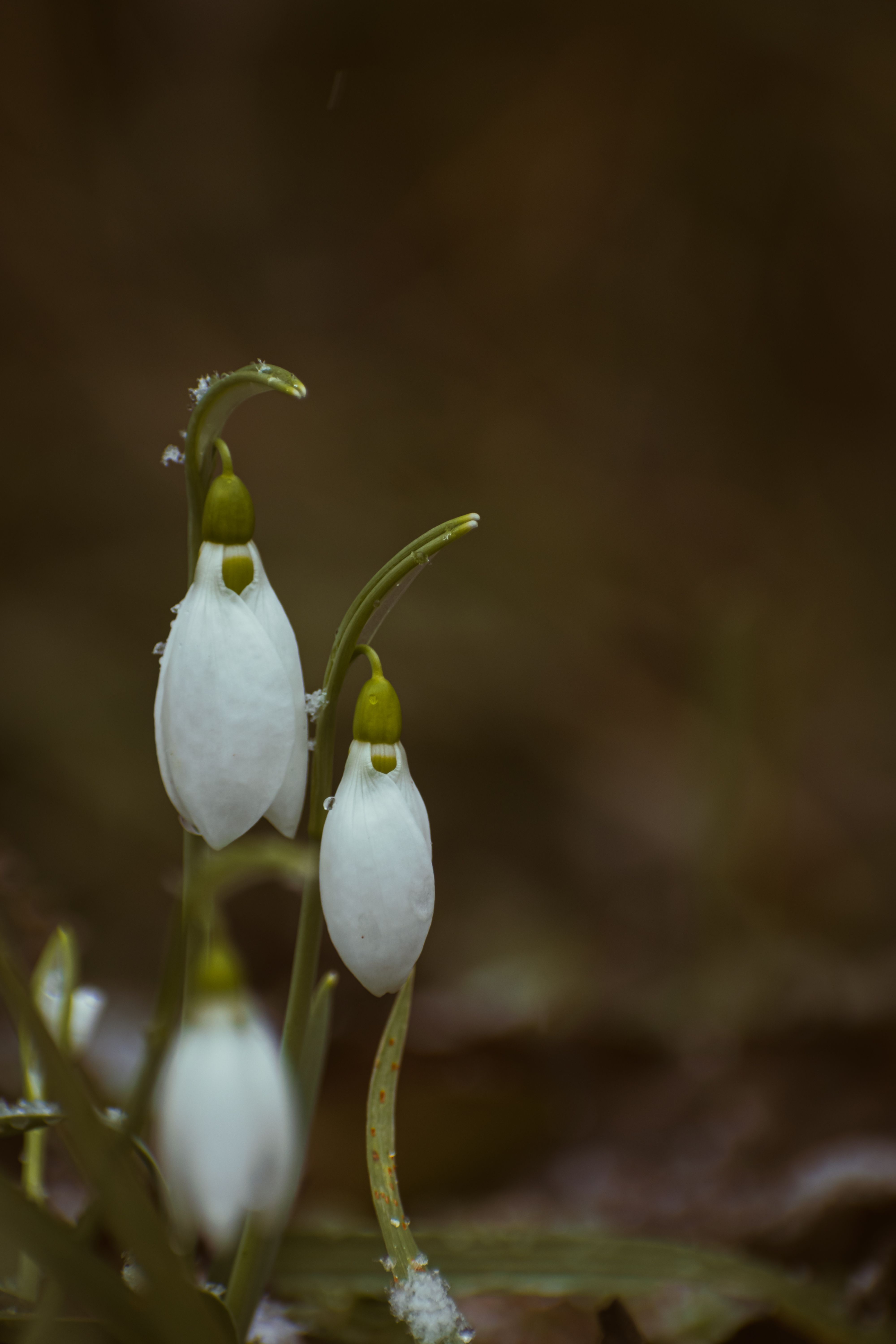 Close-up of a Tiny Yellow Flower · Free Stock Photo