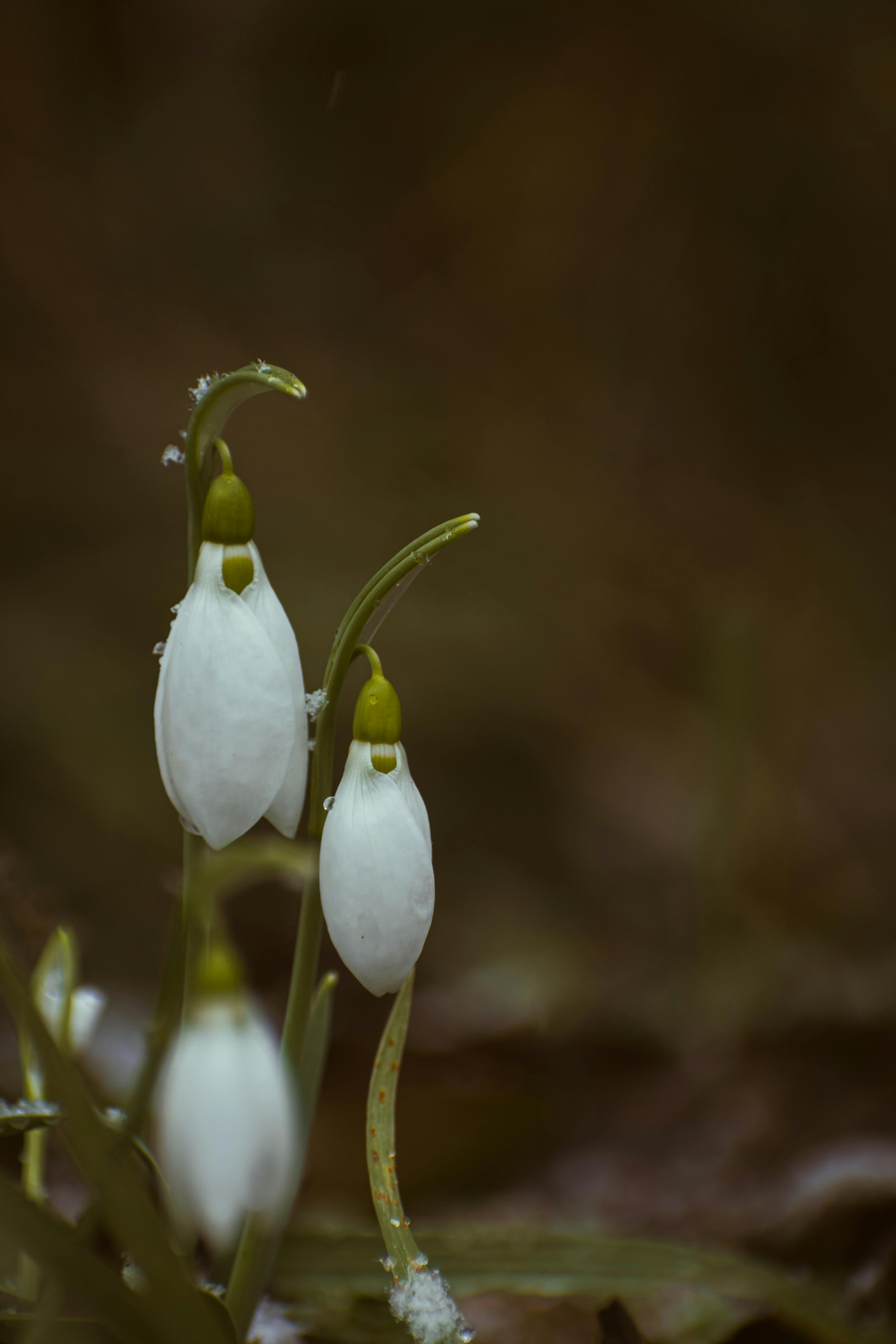 White Petaled Flower on Snow Surface · Free Stock Photo