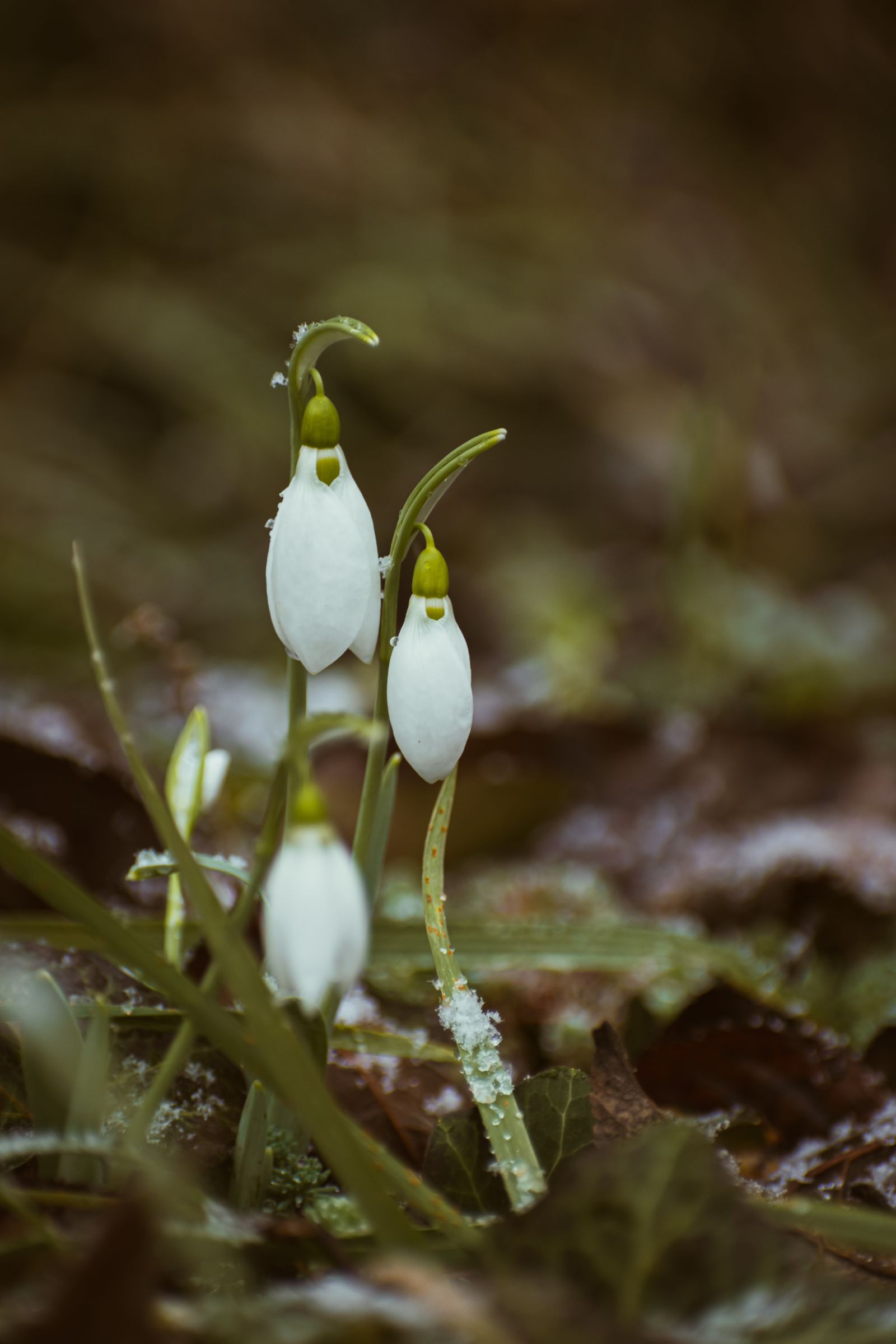 Frosted Flowers Photos, Download The BEST Free Frosted Flowers Stock ...