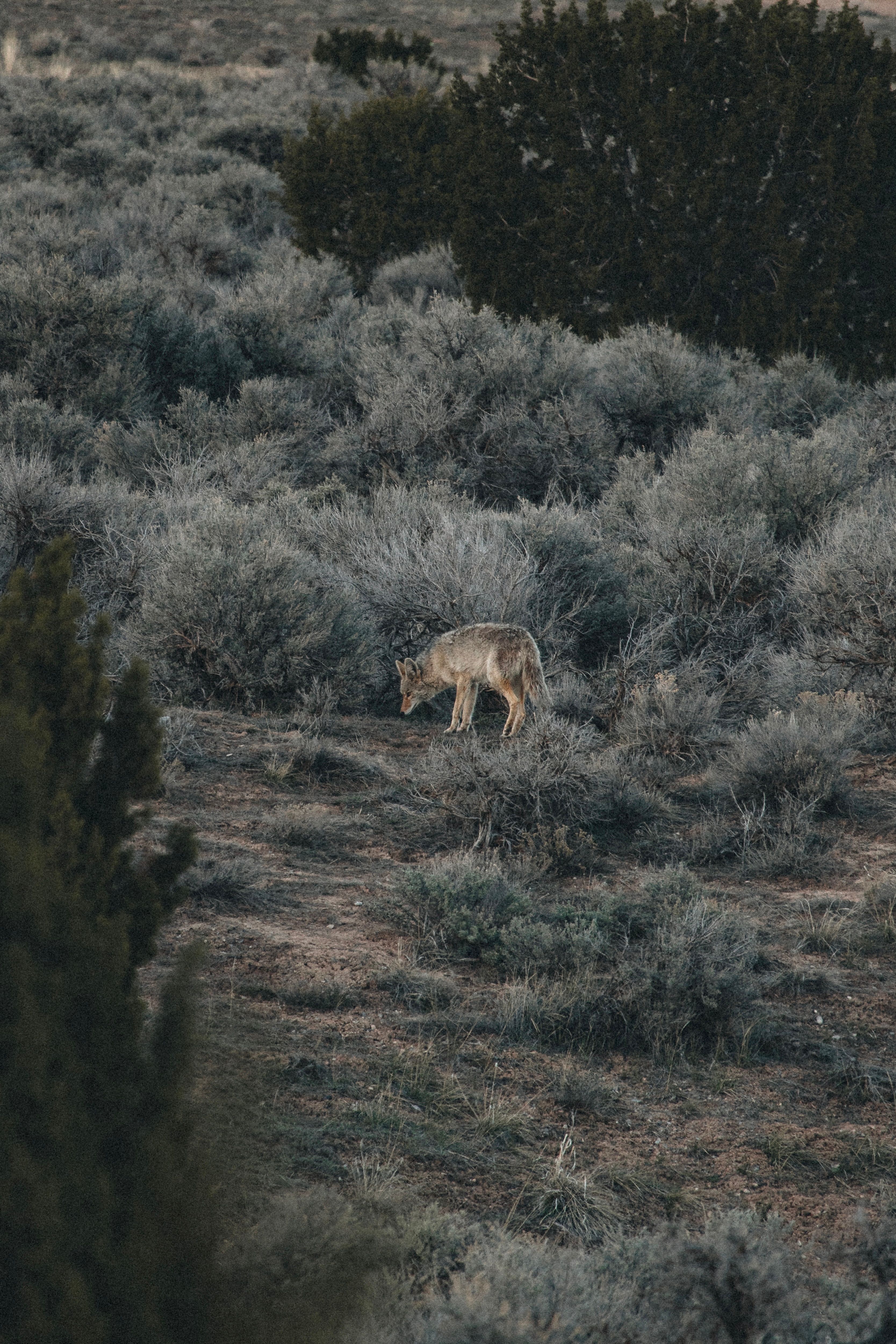 Coyote among Bushes · Free Stock Photo