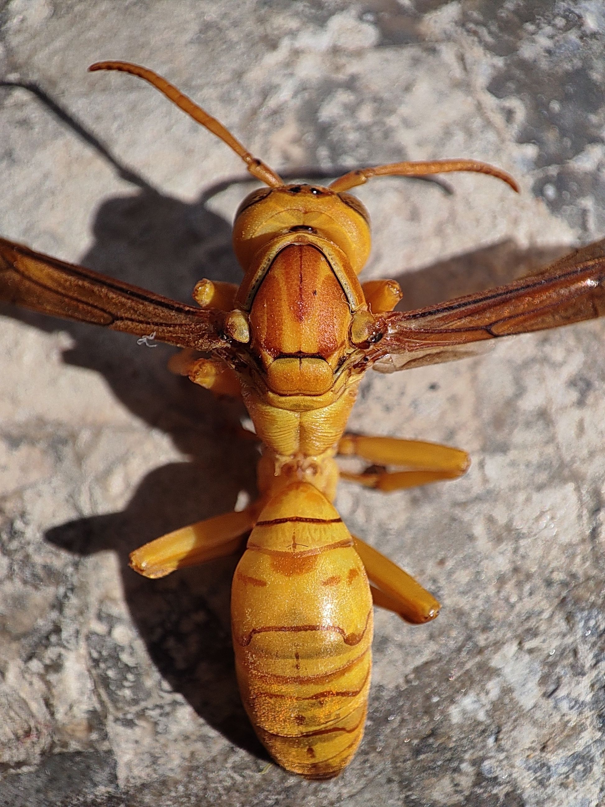 Anatomía De La Avispa Amarilla