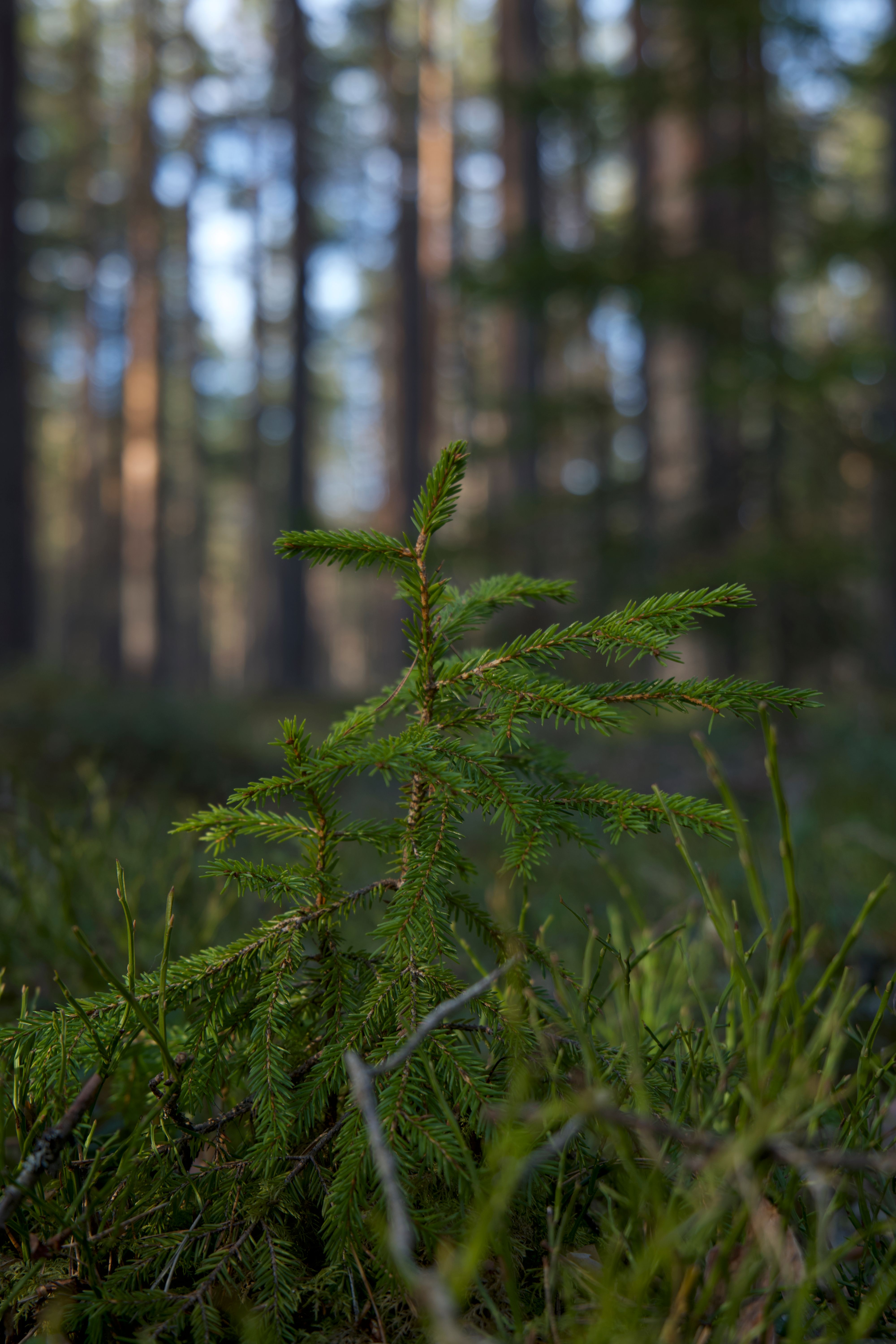 Green Tree Photos, Download The BEST Free Green Tree Stock Photos & HD ...