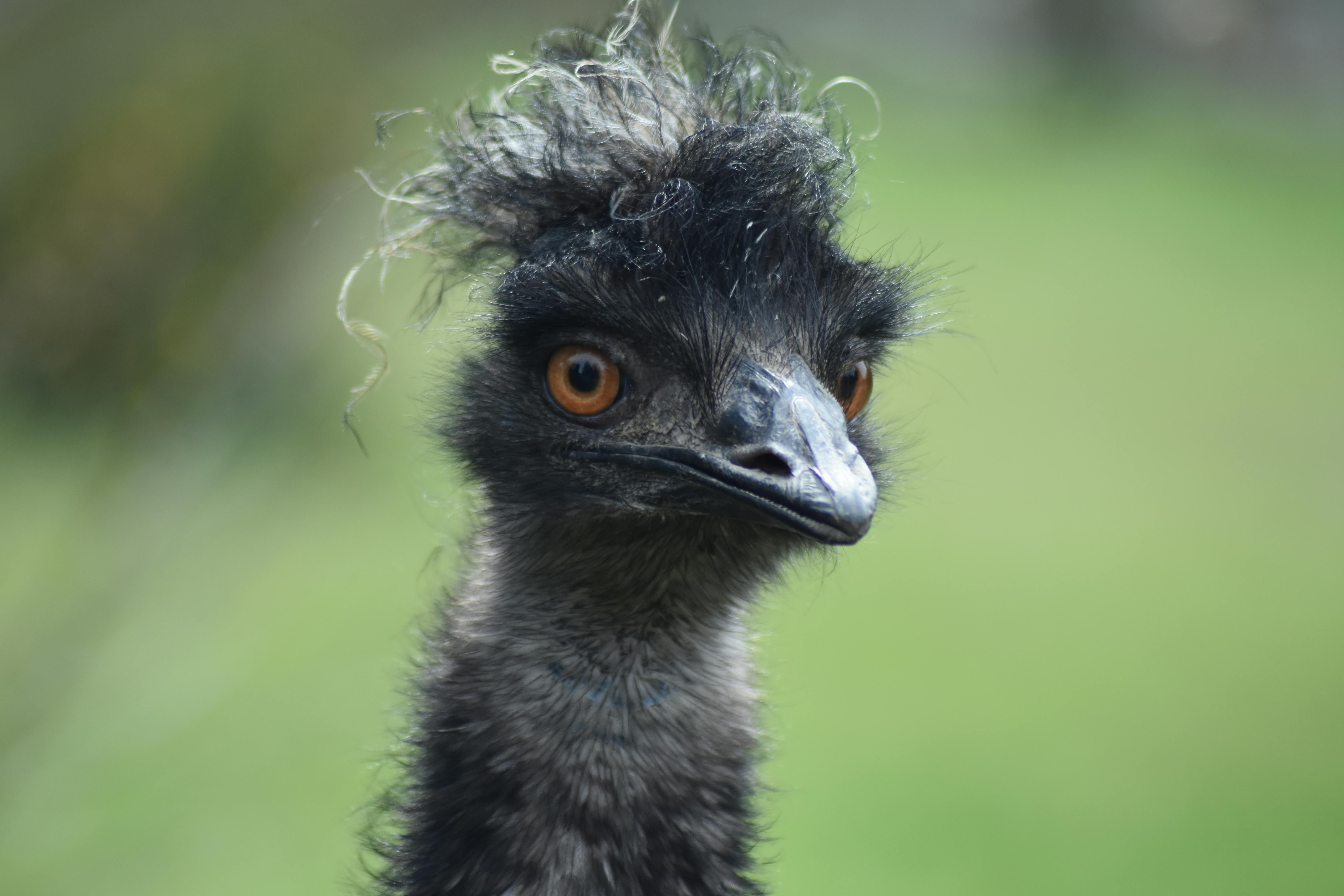 Black Head of Ostrich · Free Stock Photo