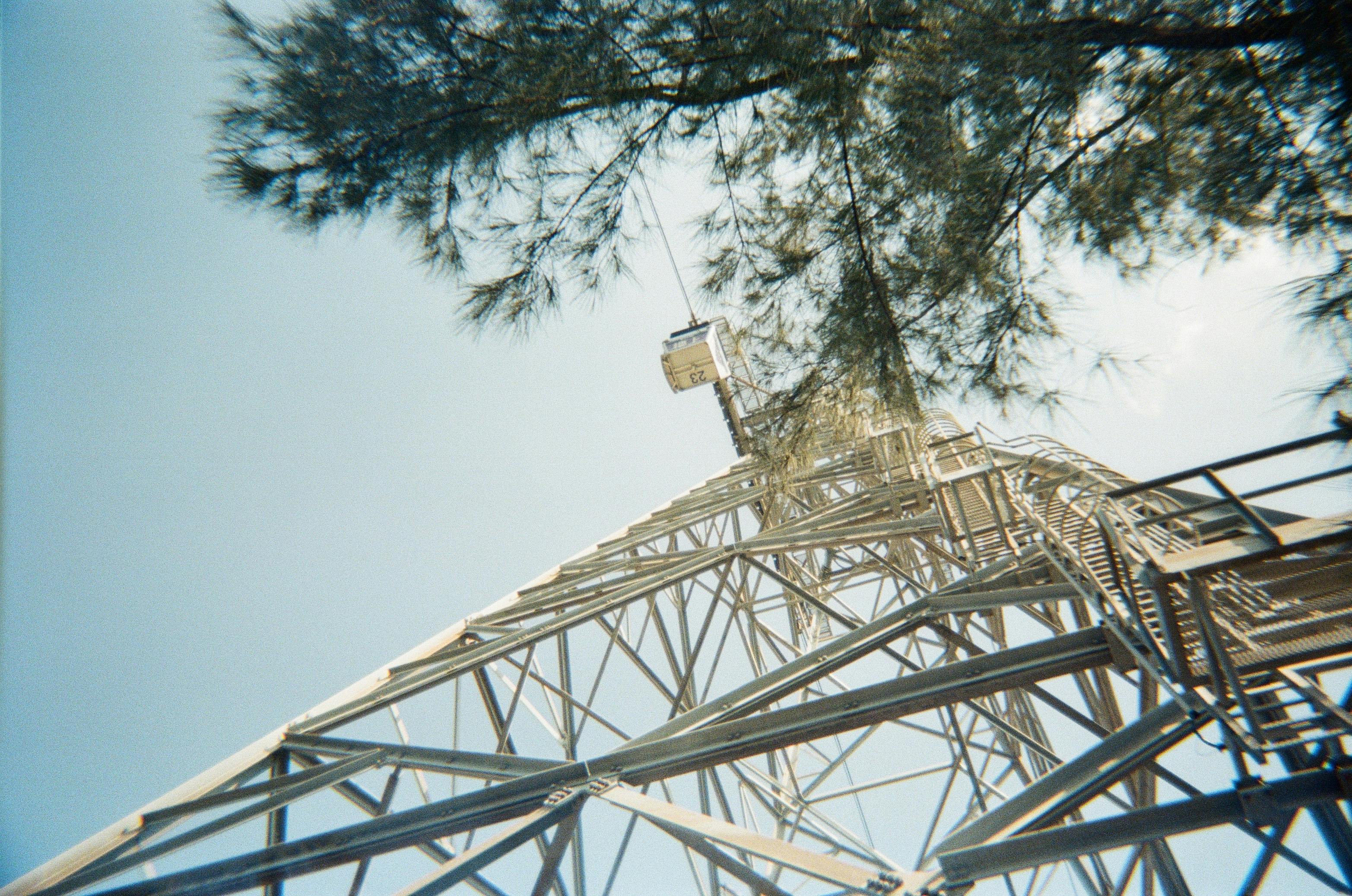 Tree Branch near Transmission Tower · Free Stock Photo