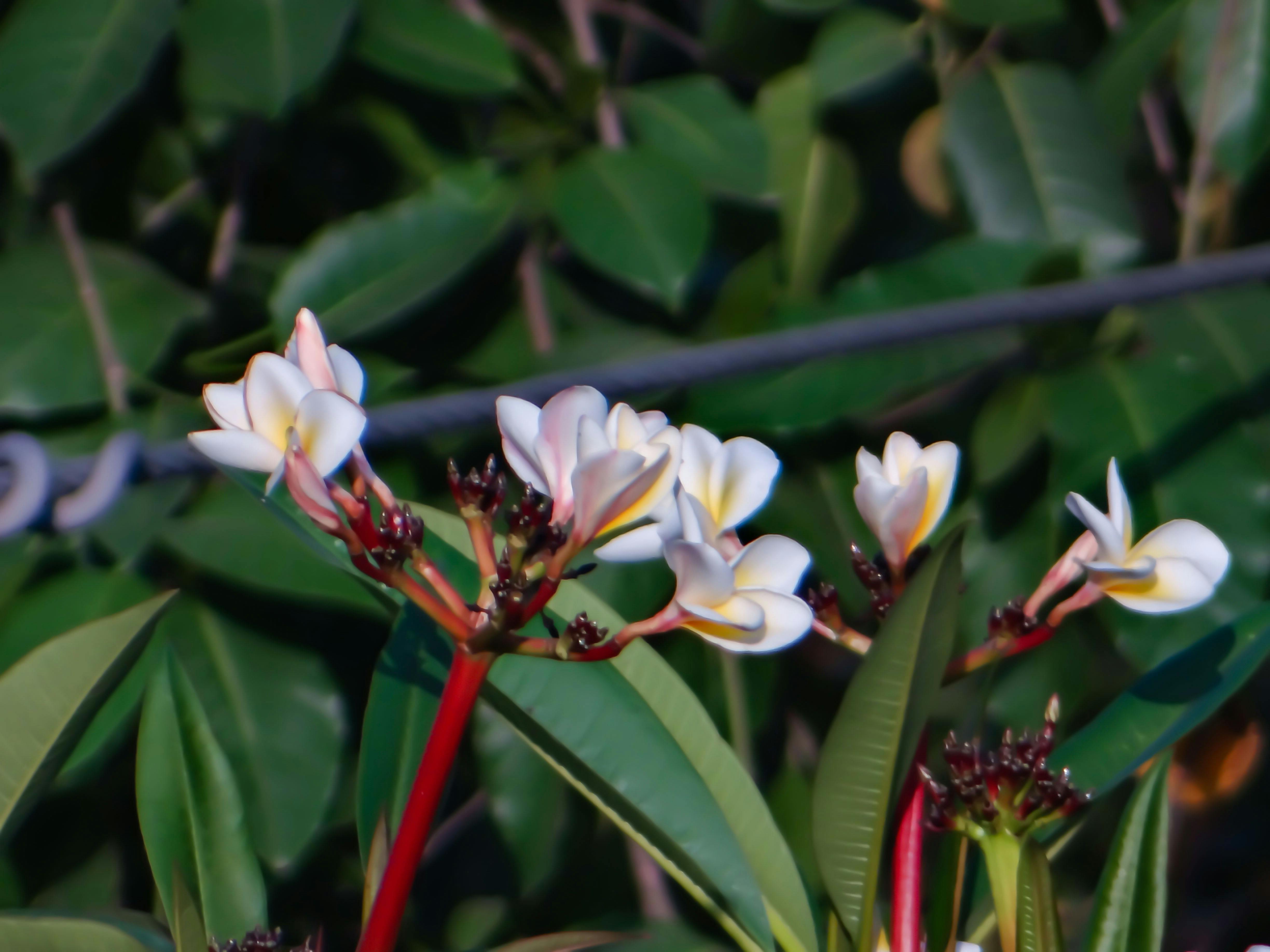 flowers 119 Photos & Videos Collected by Deepak Chadha