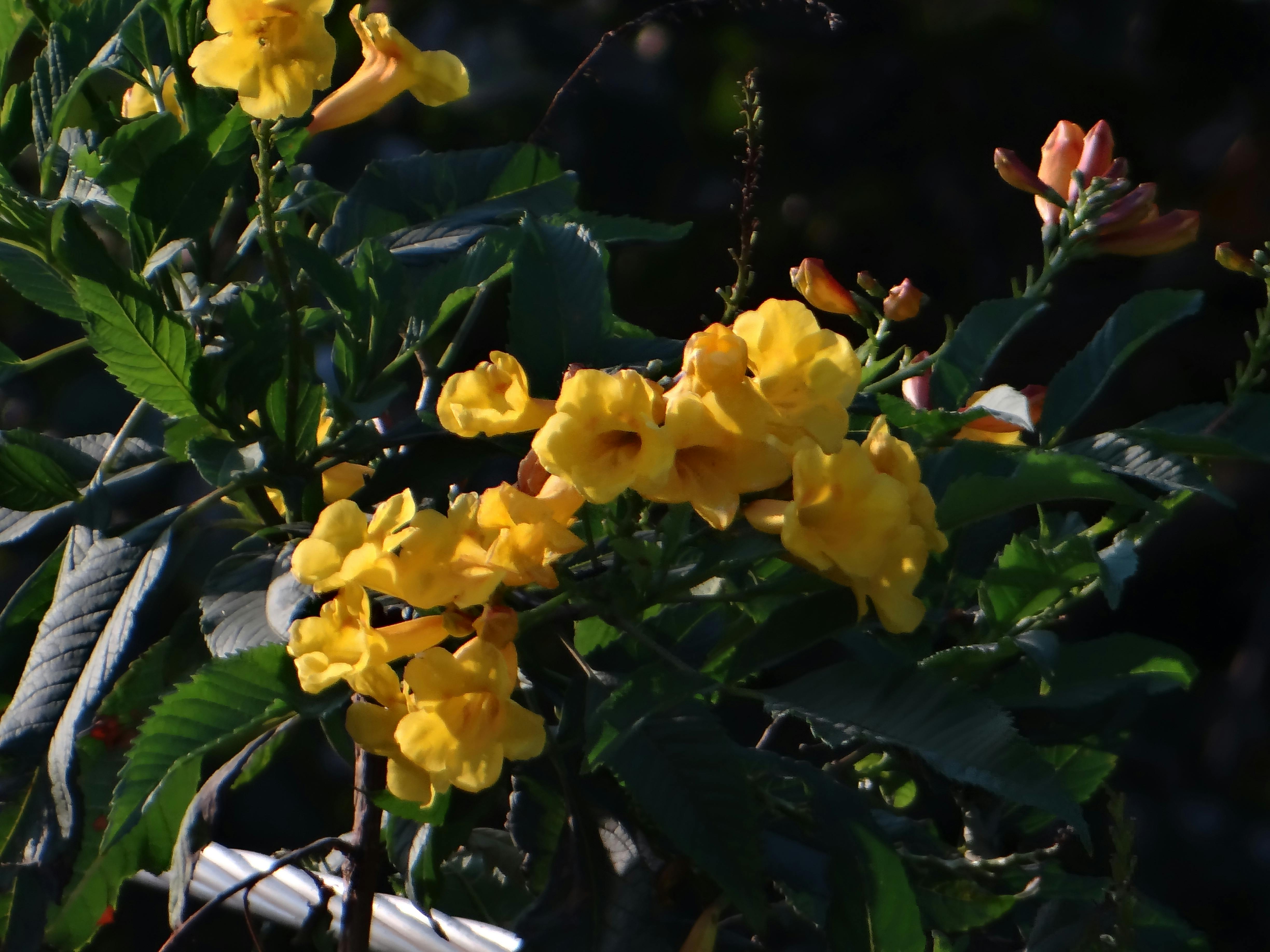 flowers 119 Photos & Videos Collected by Deepak Chadha