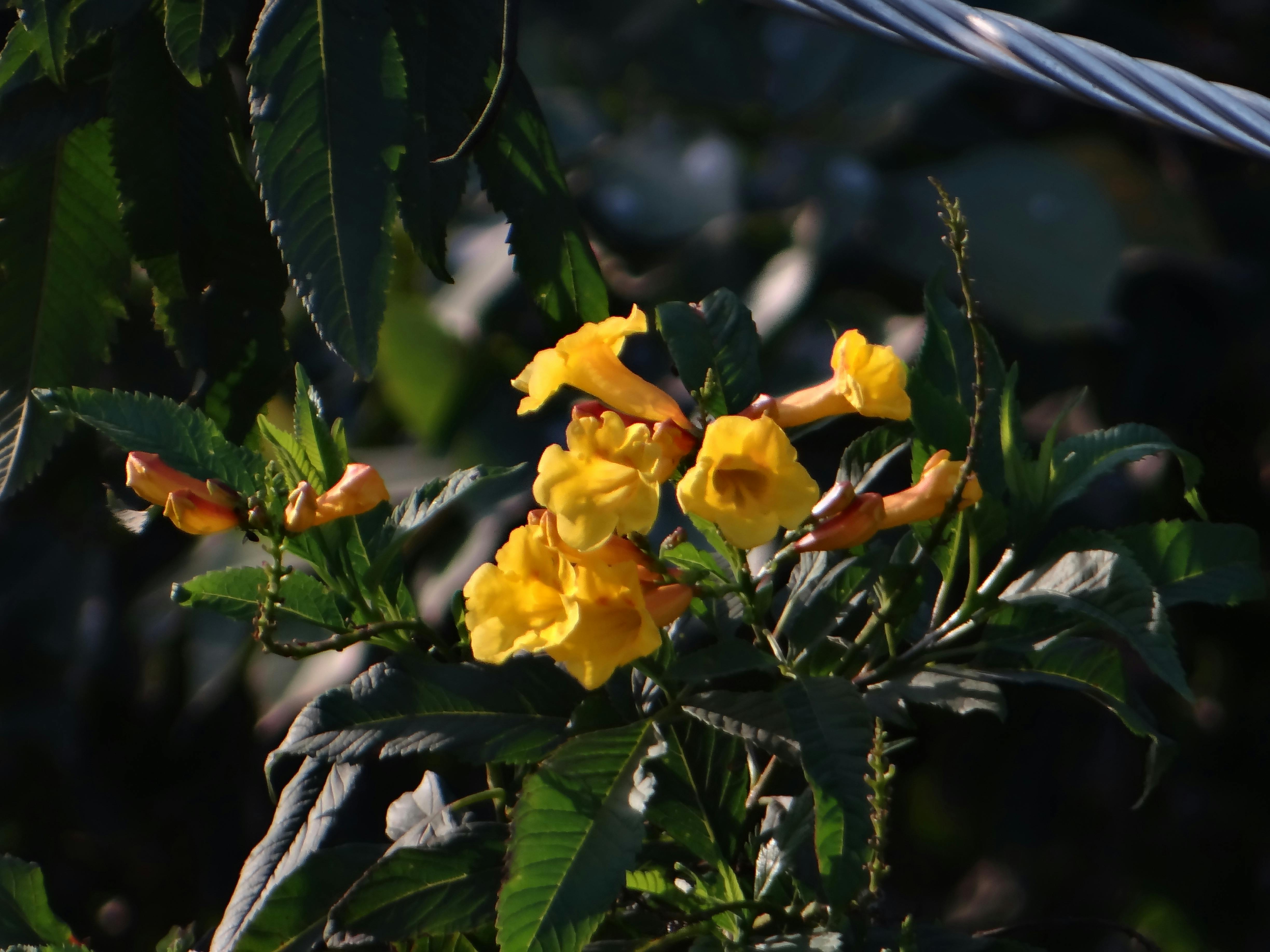 flowers 119 Photos & Videos Collected by Deepak Chadha