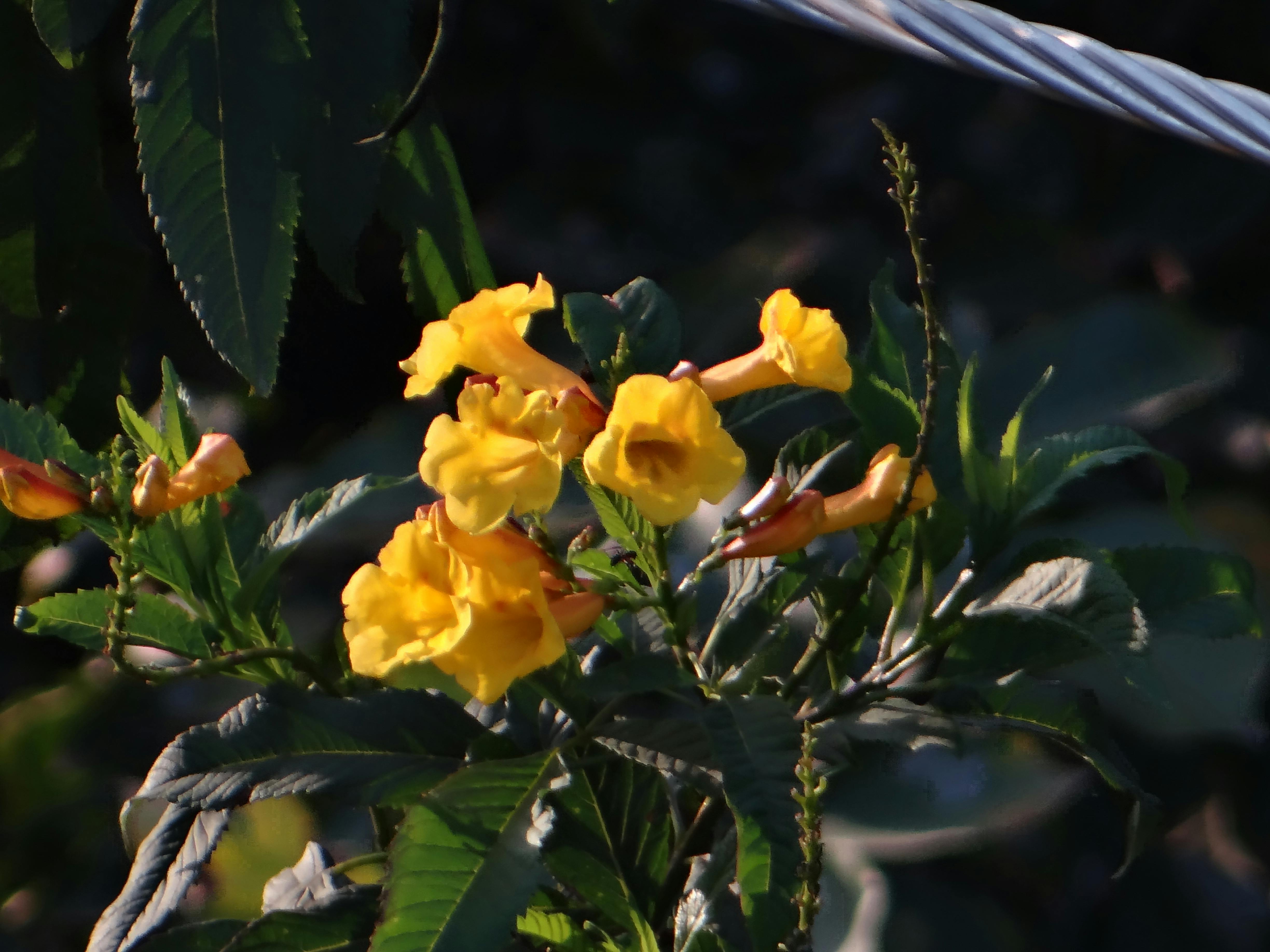 flowers 119 Photos & Videos Collected by Deepak Chadha