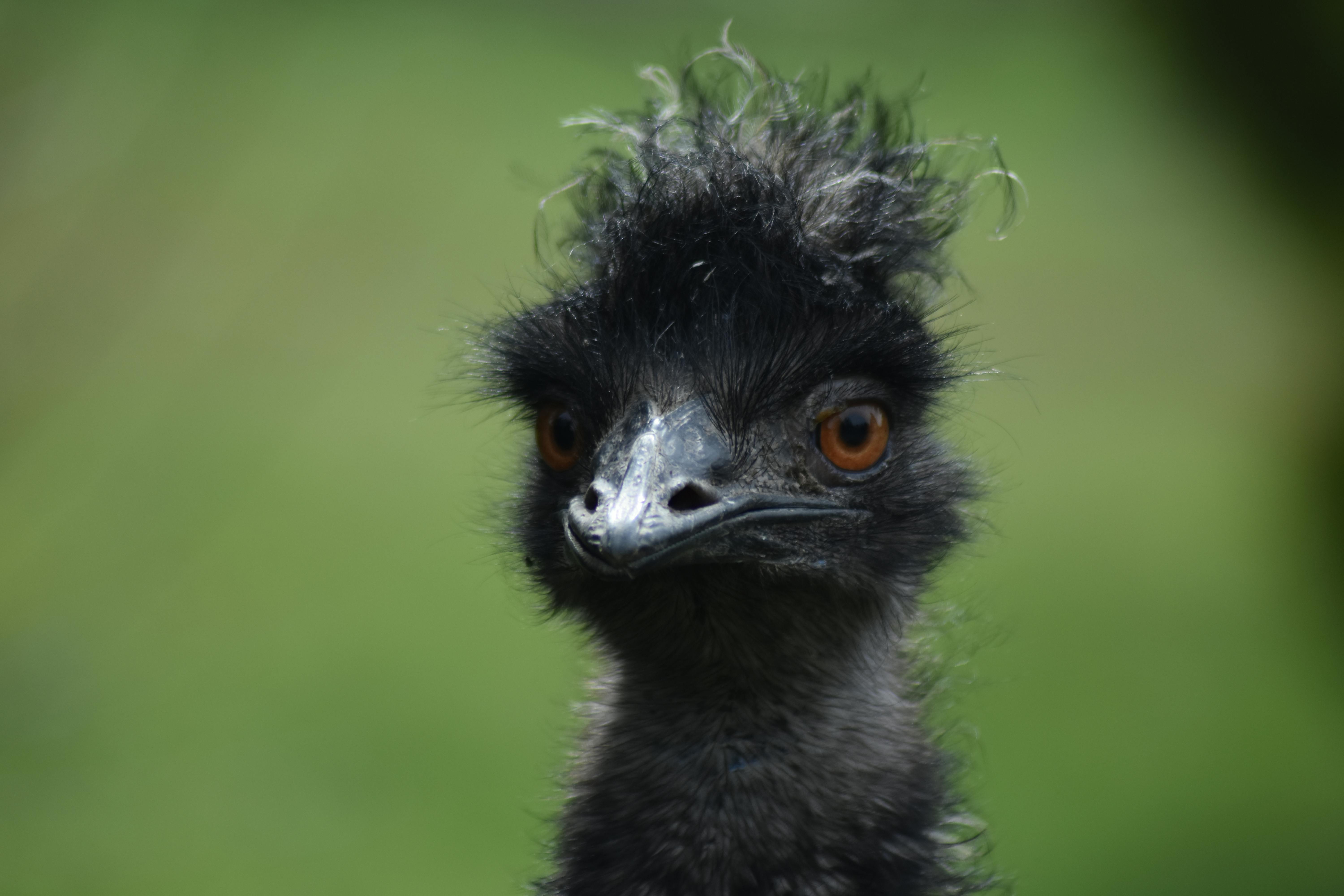 Bird Wallpaper Photos, Download The BEST Free Bird Wallpaper Stock ...