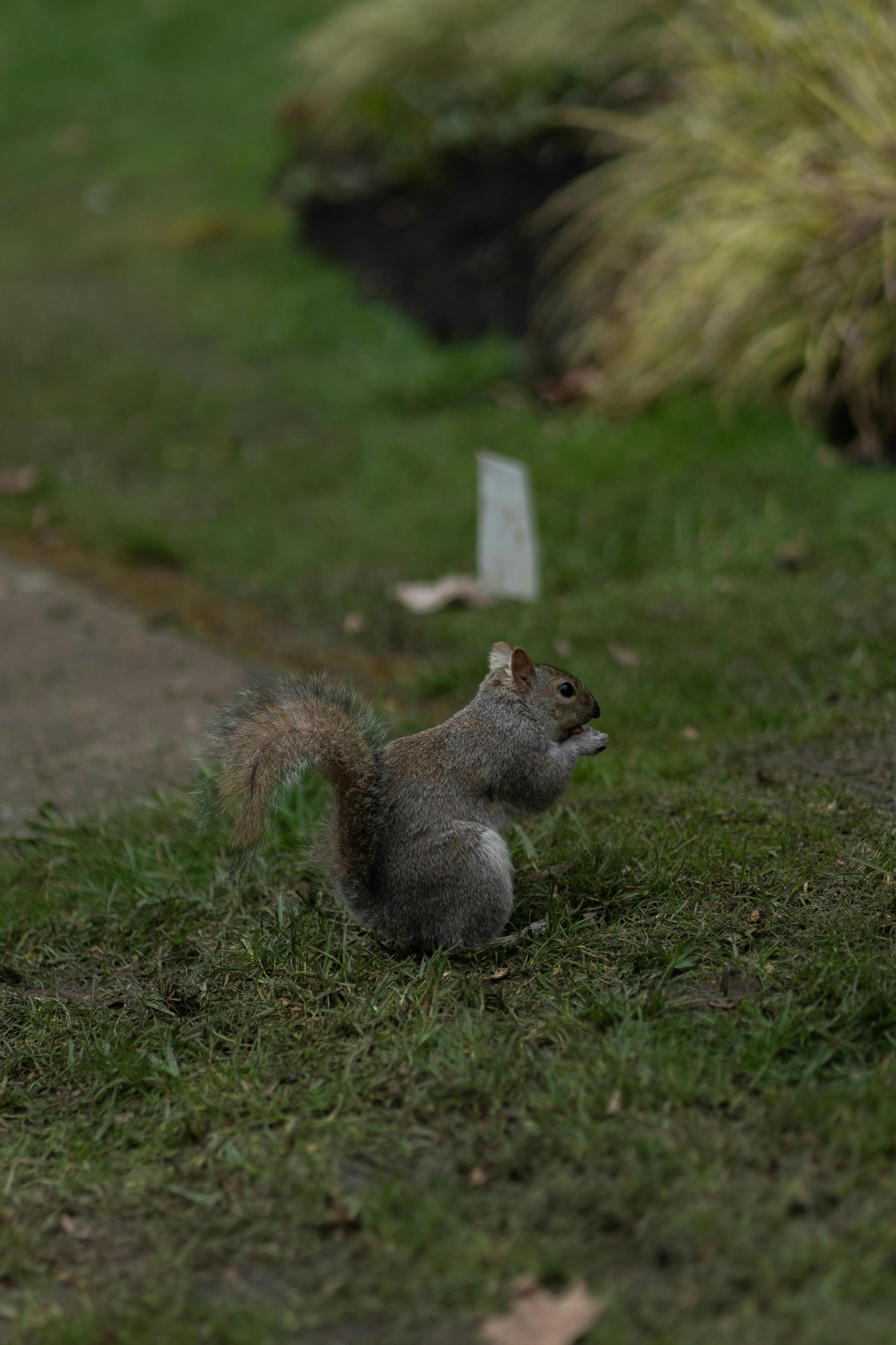 Close-up of a Squirrel in a Park · Free Stock Photo
