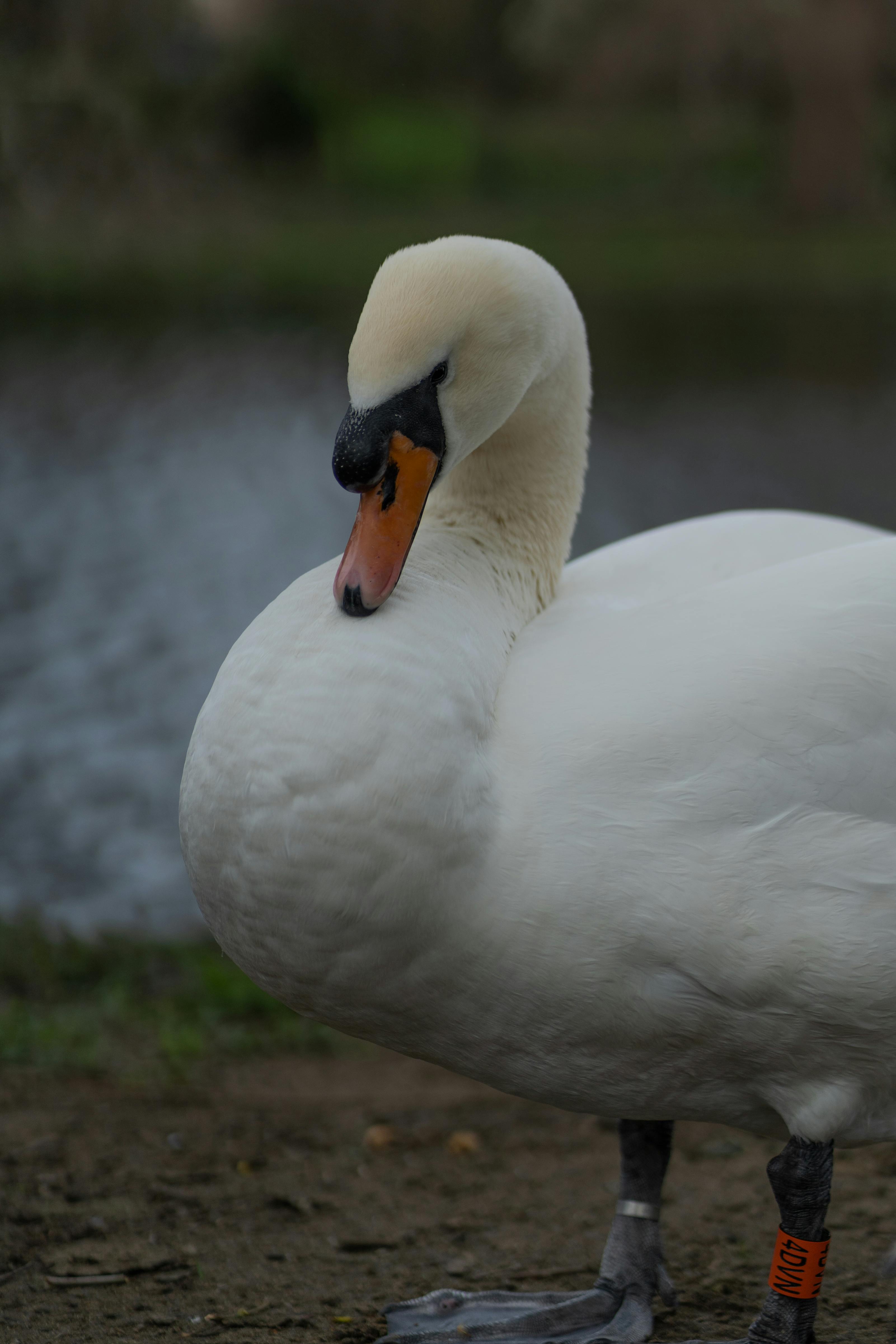 Reflection of Swan on Body of Water · Free Stock Photo