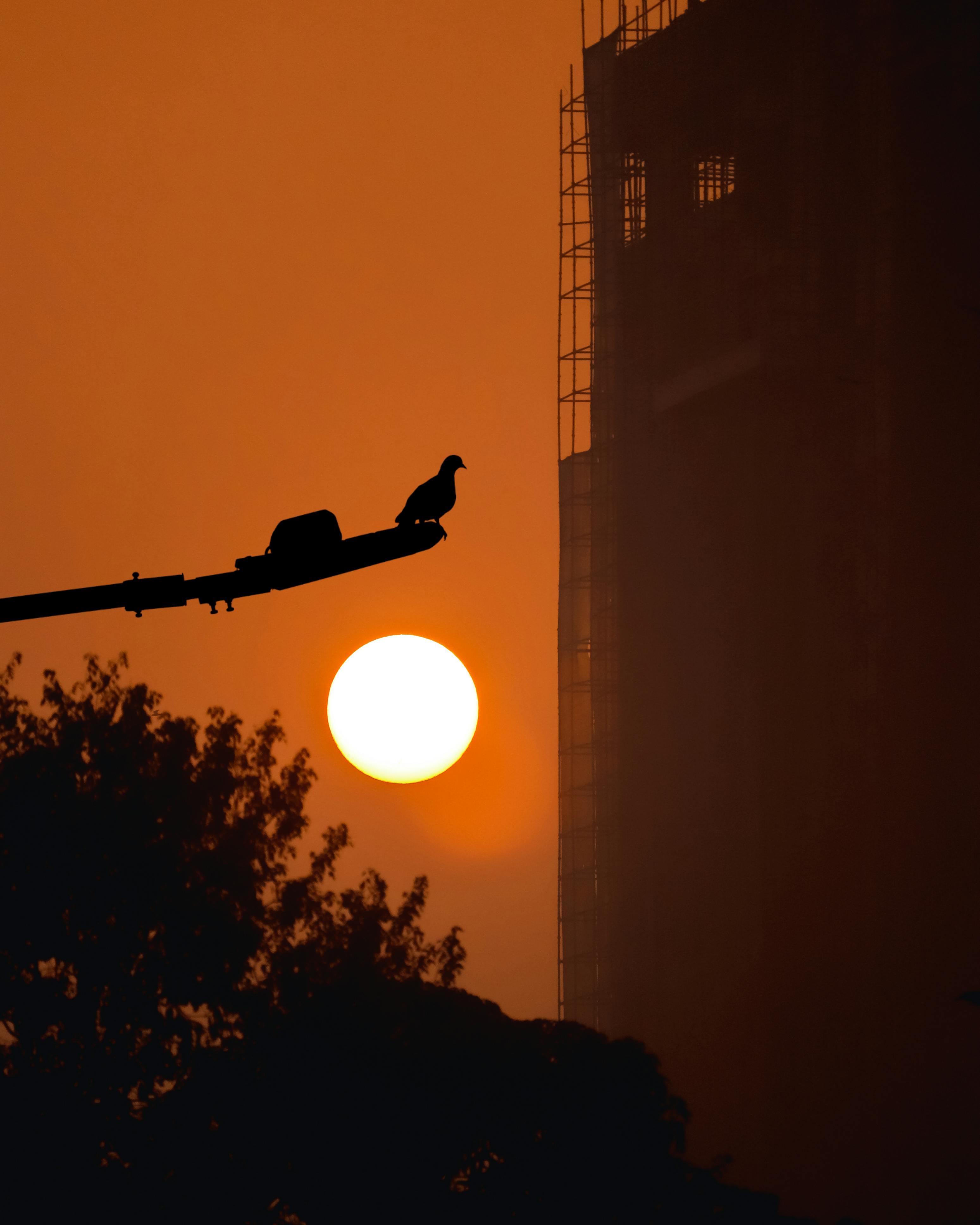 Pigeon on Street Lamp at Sunset · Free Stock Photo